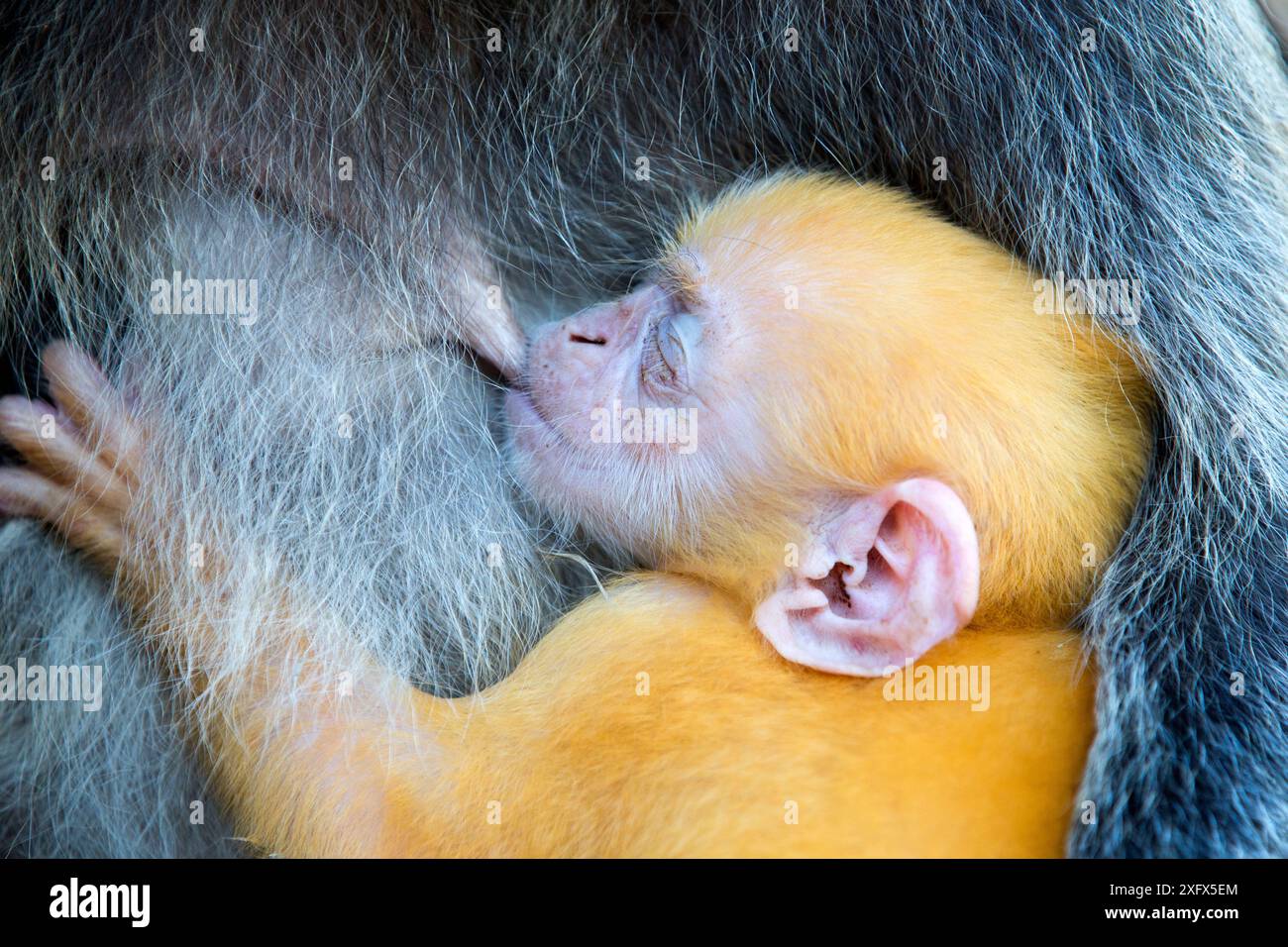 Silvery langur trachypithecus cristatus hi-res stock photography and ...