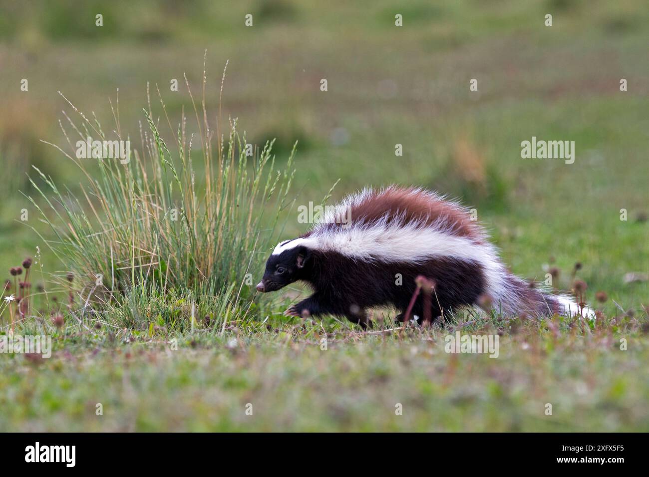 Humboldt's hog-nosed skunk (Conepatus humboldtii) Torres del Paine ...