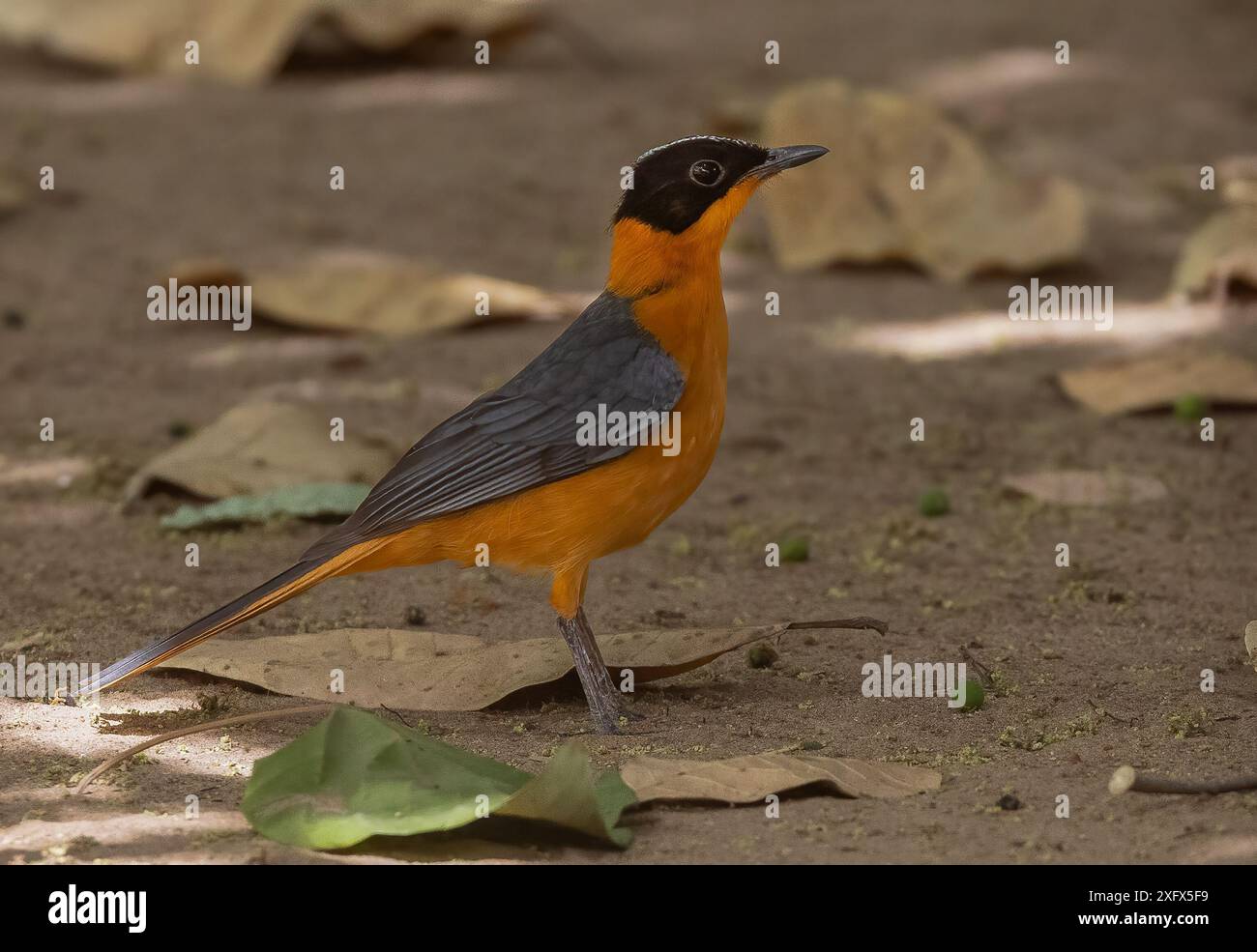Snowy Crowned Robin Chat stood on leaves Stock Photo - Alamy
