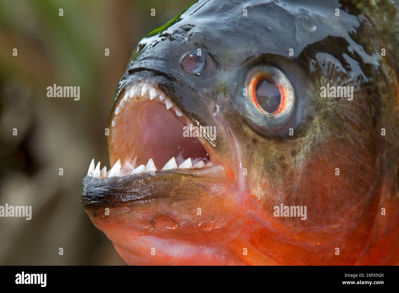 Red-bellied piranha or red piranha (Pygocentrus nattereri) out of water ...