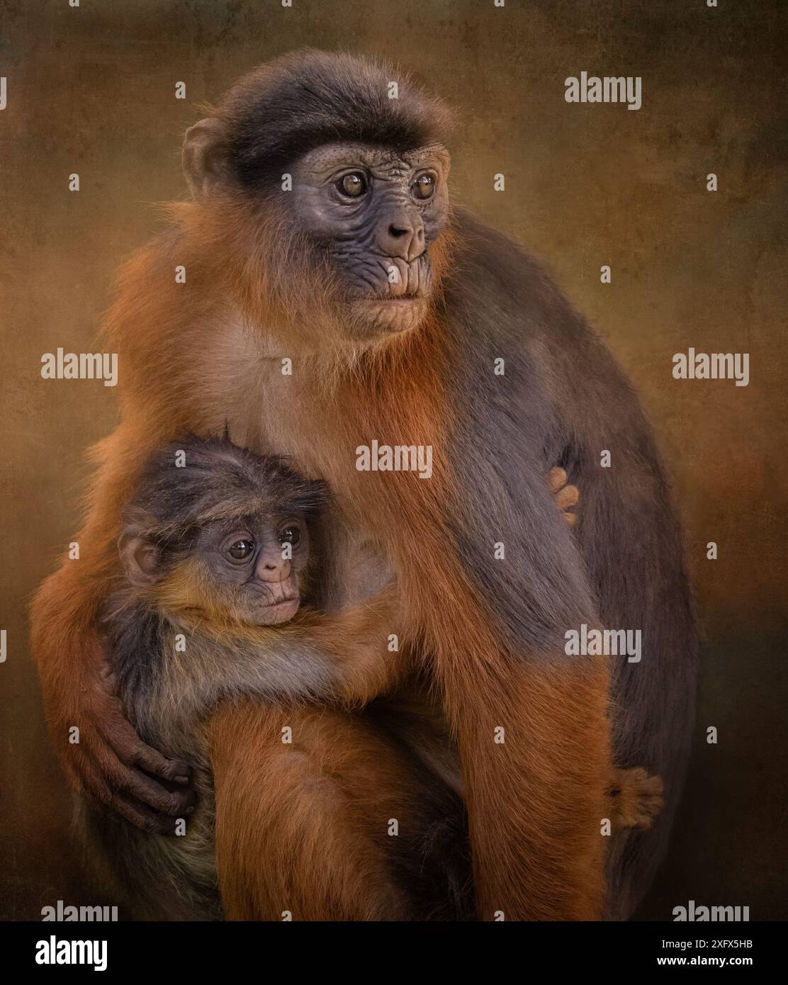 Red Colobus Monkey with Infant in a fine art style Stock Photo - Alamy