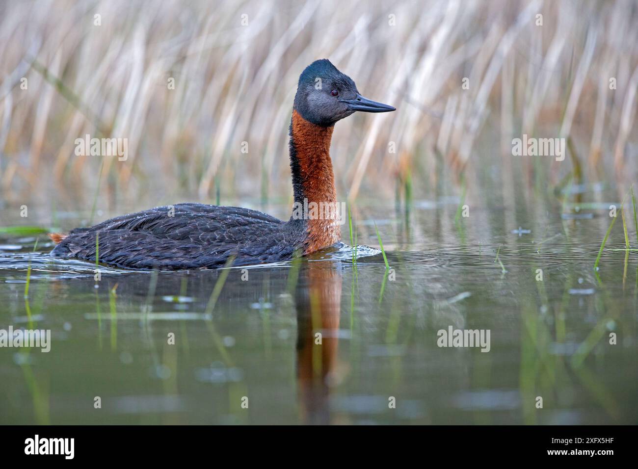 Great grebe (Podiceps major) Torres del Paine National Park, Patagonia ...