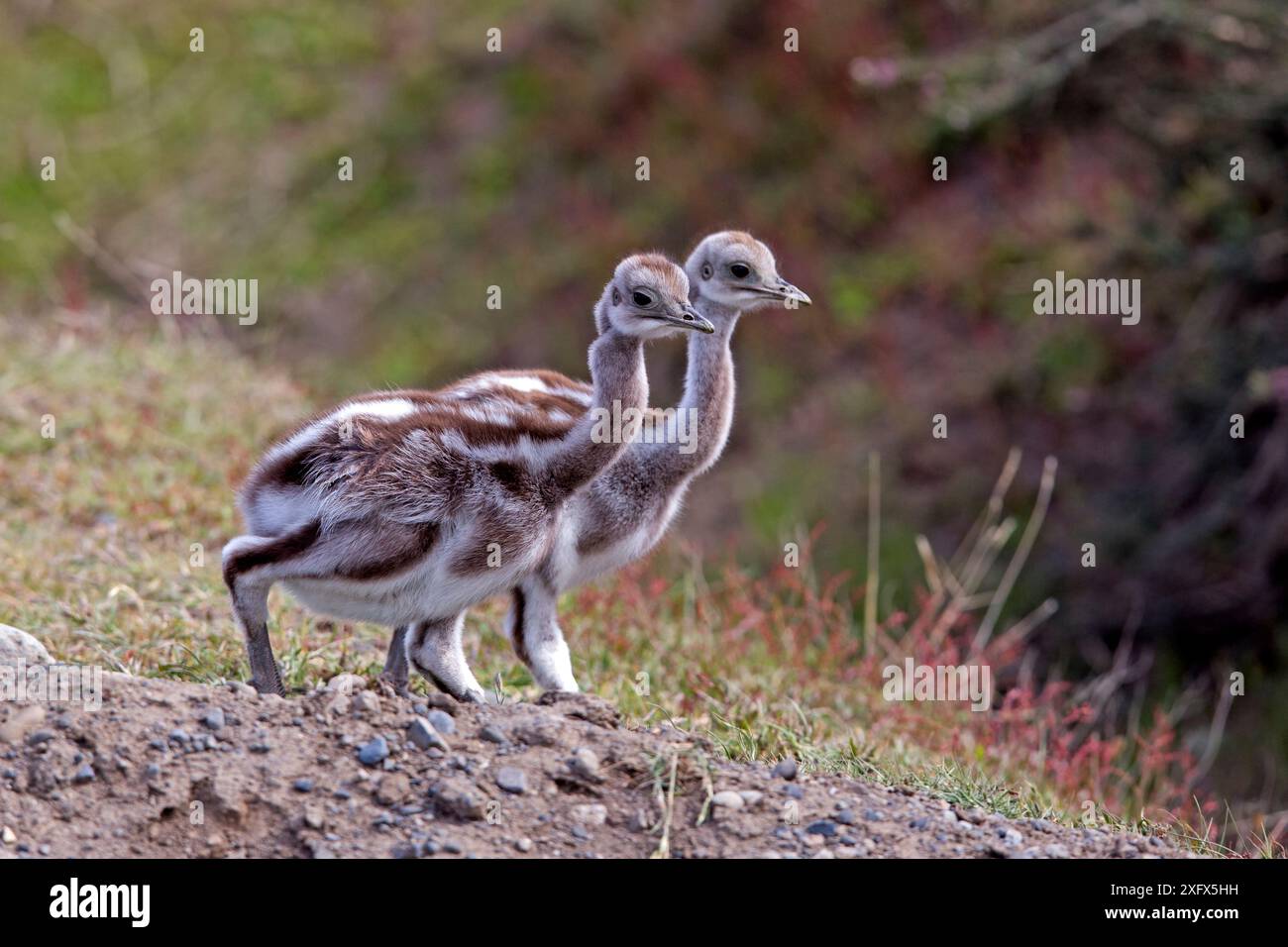 Greater Rhea (Rhea americana) chicks, Torres del Paine National Park ...