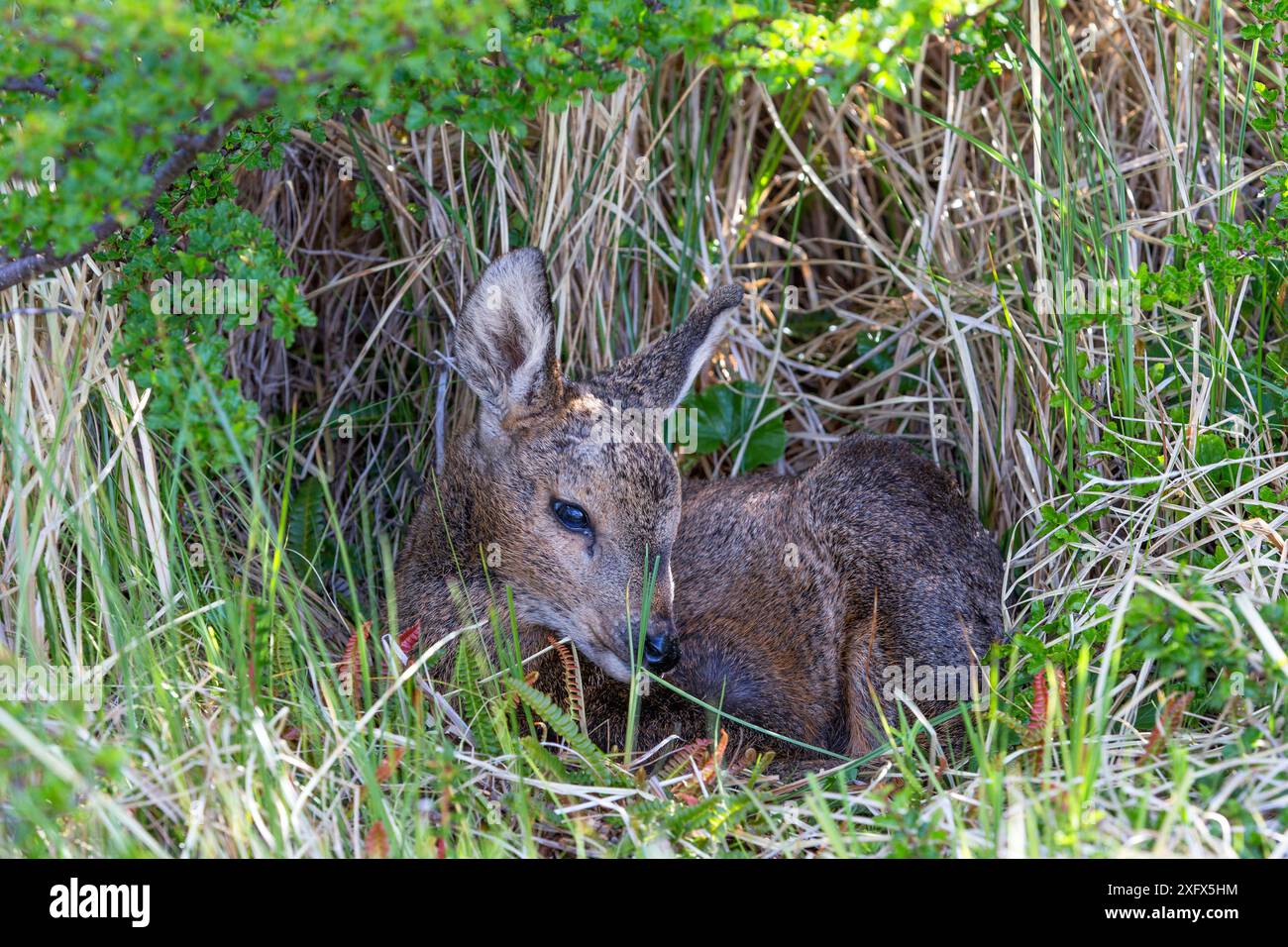 South Andean Deer (Hippocamelus bisulcus), new born fawn, Torres del ...