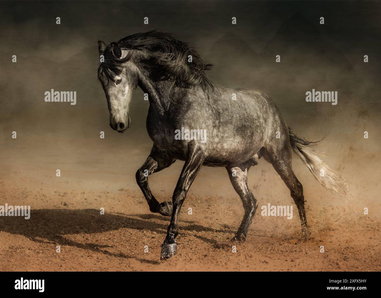 Pre Andalusian Horse in the Desert Stock Photo - Alamy