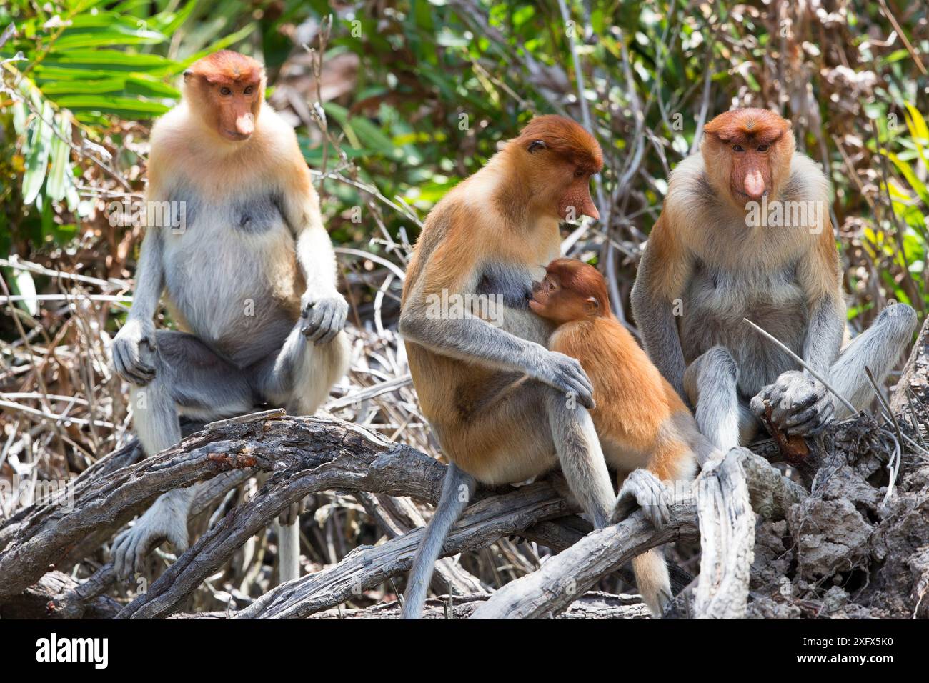Proboscis monkey (Nasalis larvatus) group of females, one suckling baby ...