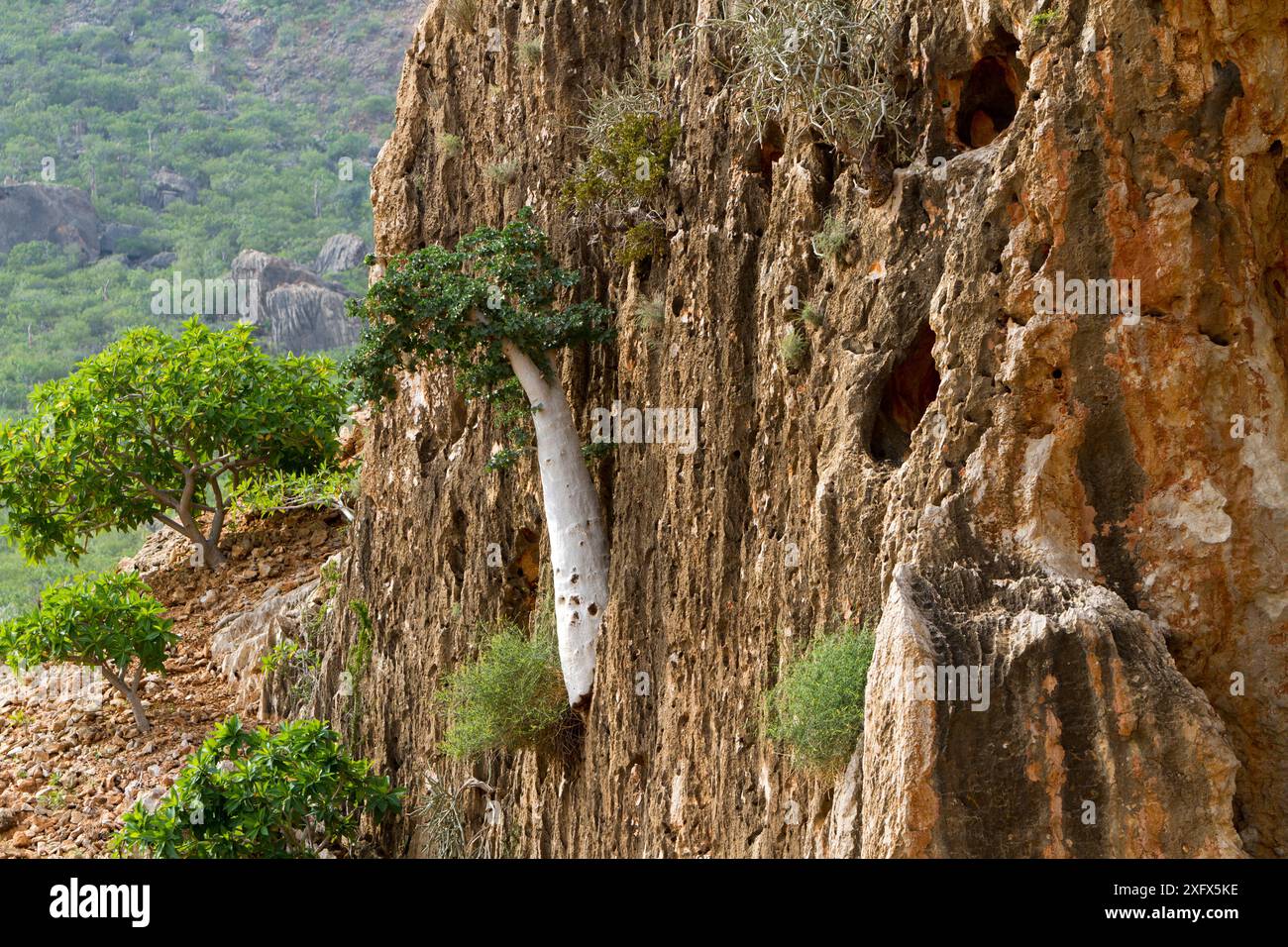 Cucumber tree (Dendrosicyos socotrana) Socotra Island UNESCO World ...