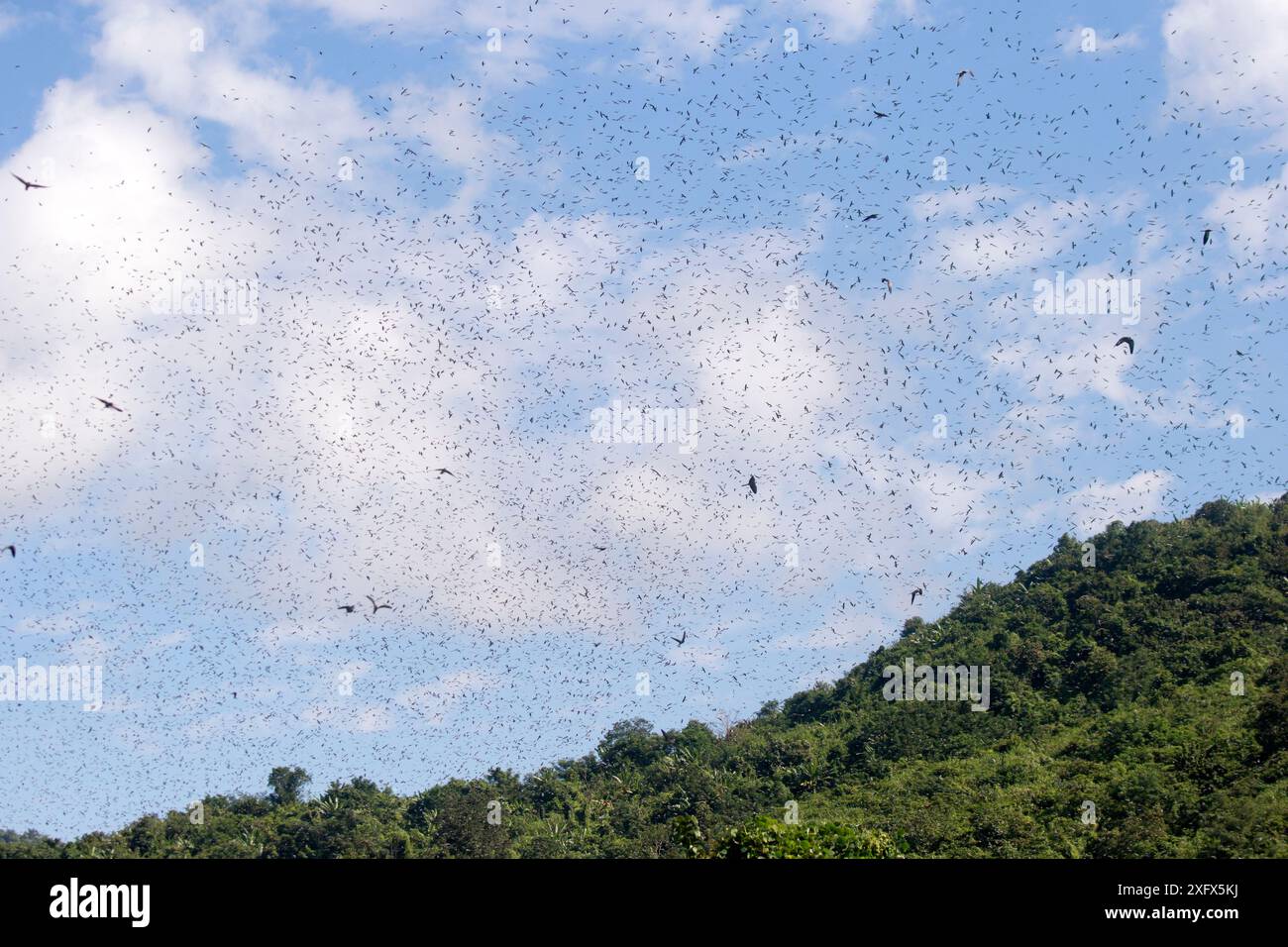 Amur falcon (Falco amurensis) (Falco vespertinus var. amurensis), Up to ...