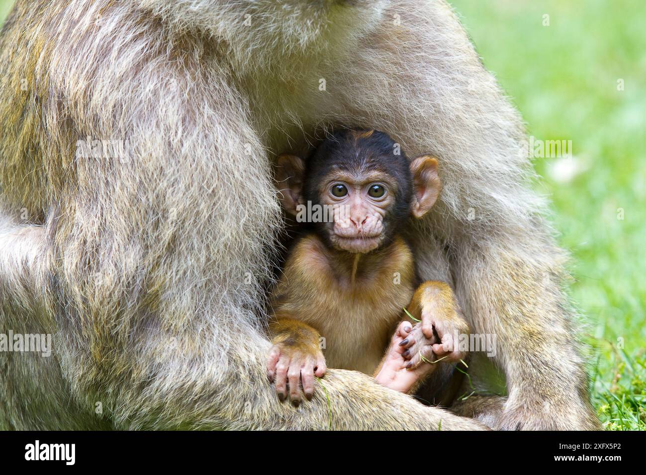 Barbary macaque (Macaca sylvanus), mother and baby, captive Stock Photo ...