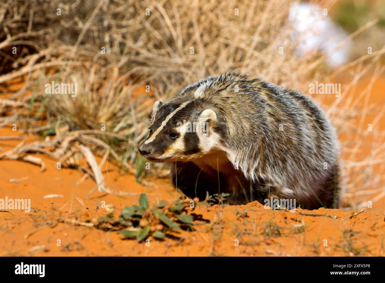 American badger (Taxidea taxus) portrait, Utah, USA, captive Stock ...