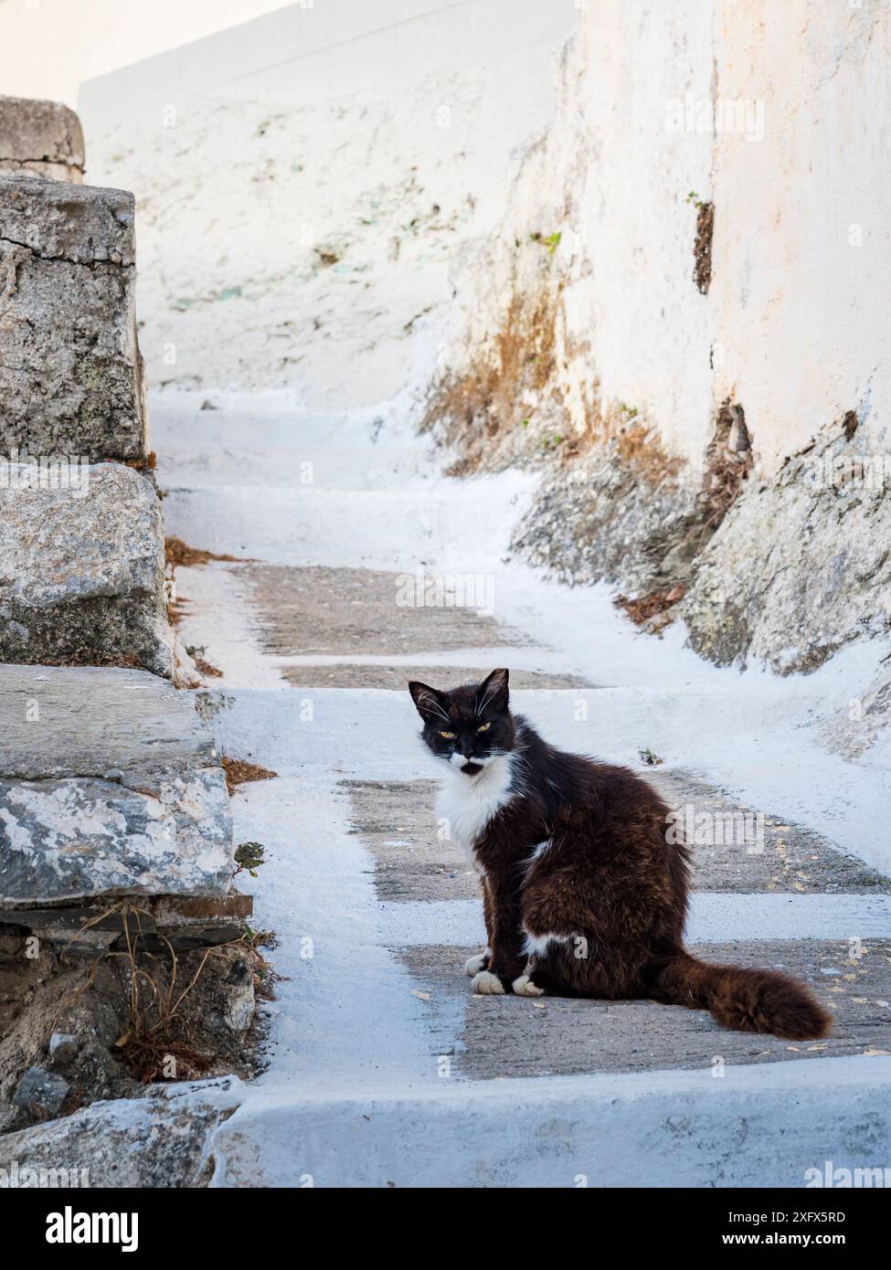 Cat in the streets hi-res stock photography and images - Alamy