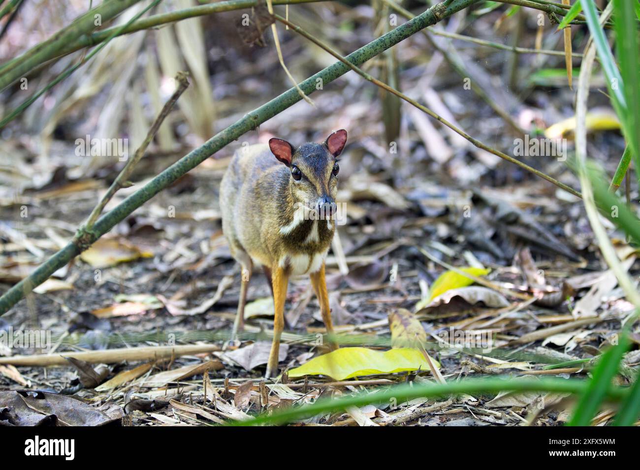 Lesser mouse-deer (Tragulus kanchil) Sabah, Borneo Stock Photo - Alamy