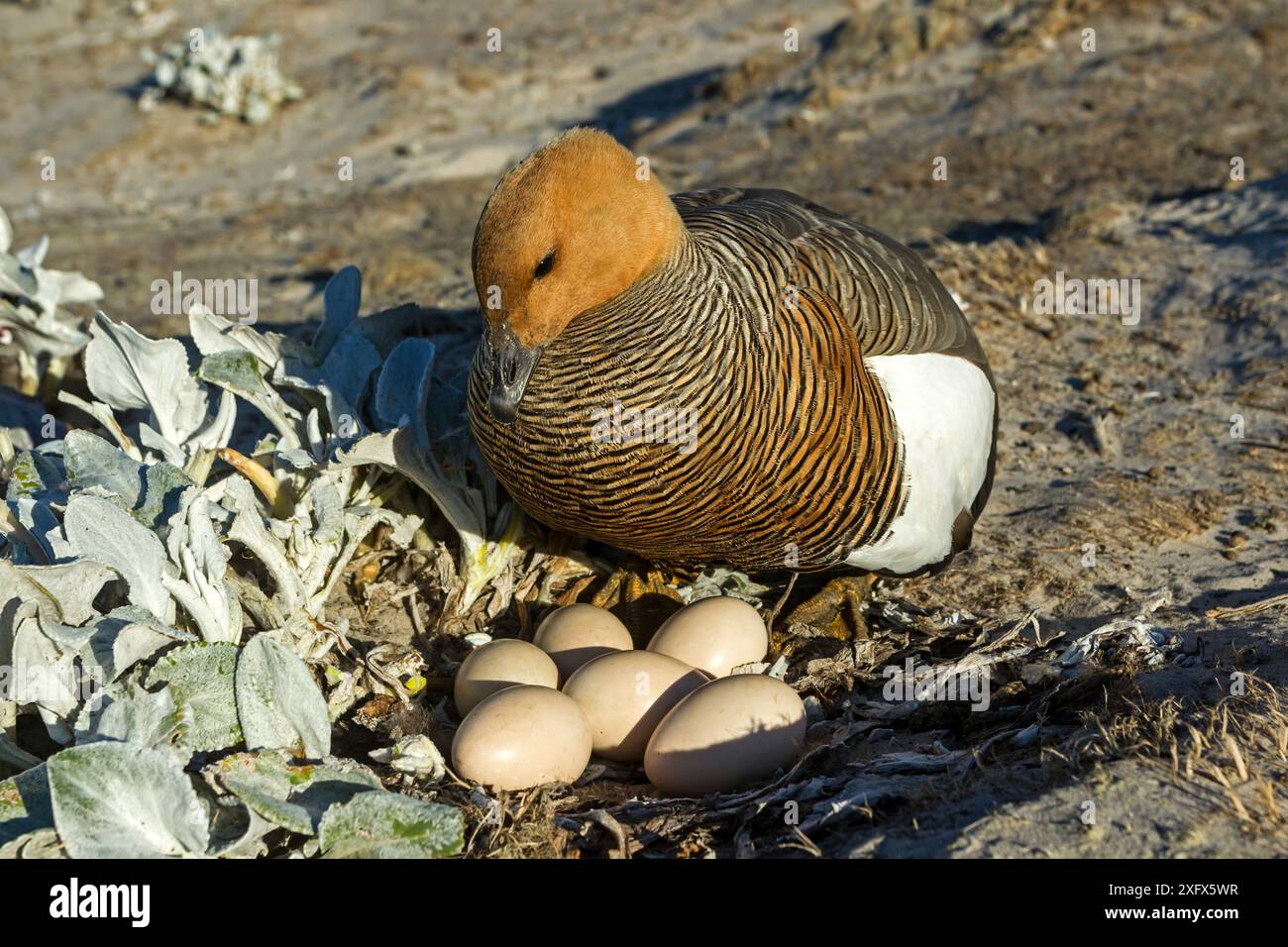 Magellan goose ( Chloephaga picta ) , on the nest, Saunders island ...