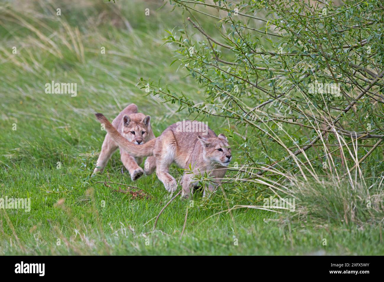 Two Cougar / Mountain lion (Puma concolor) cubs playing together with ...