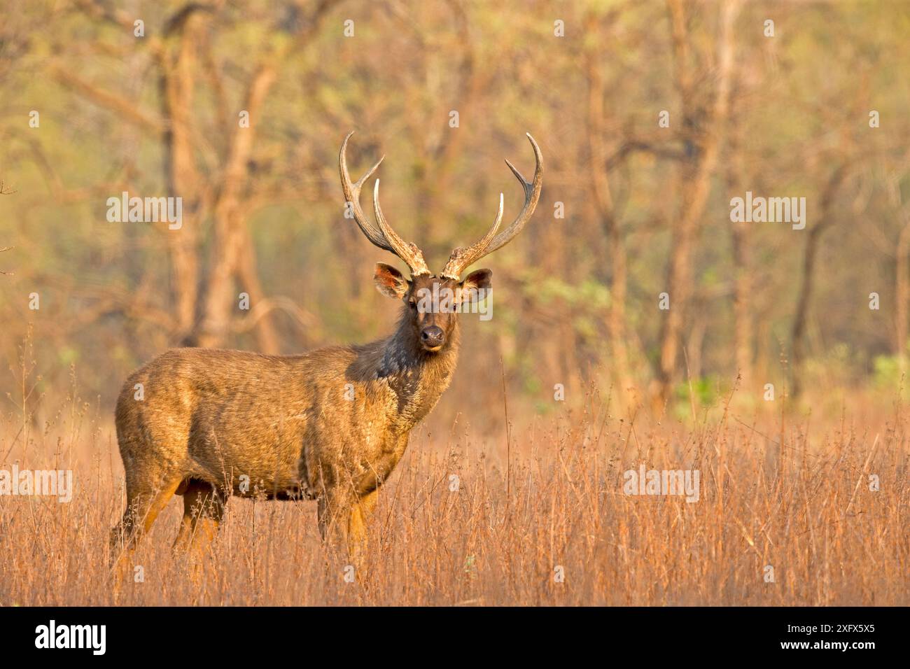 Sambar deer (Rusa unicolor), Tadoba National Park, Maharashtra, India Stock Photo - Alamy