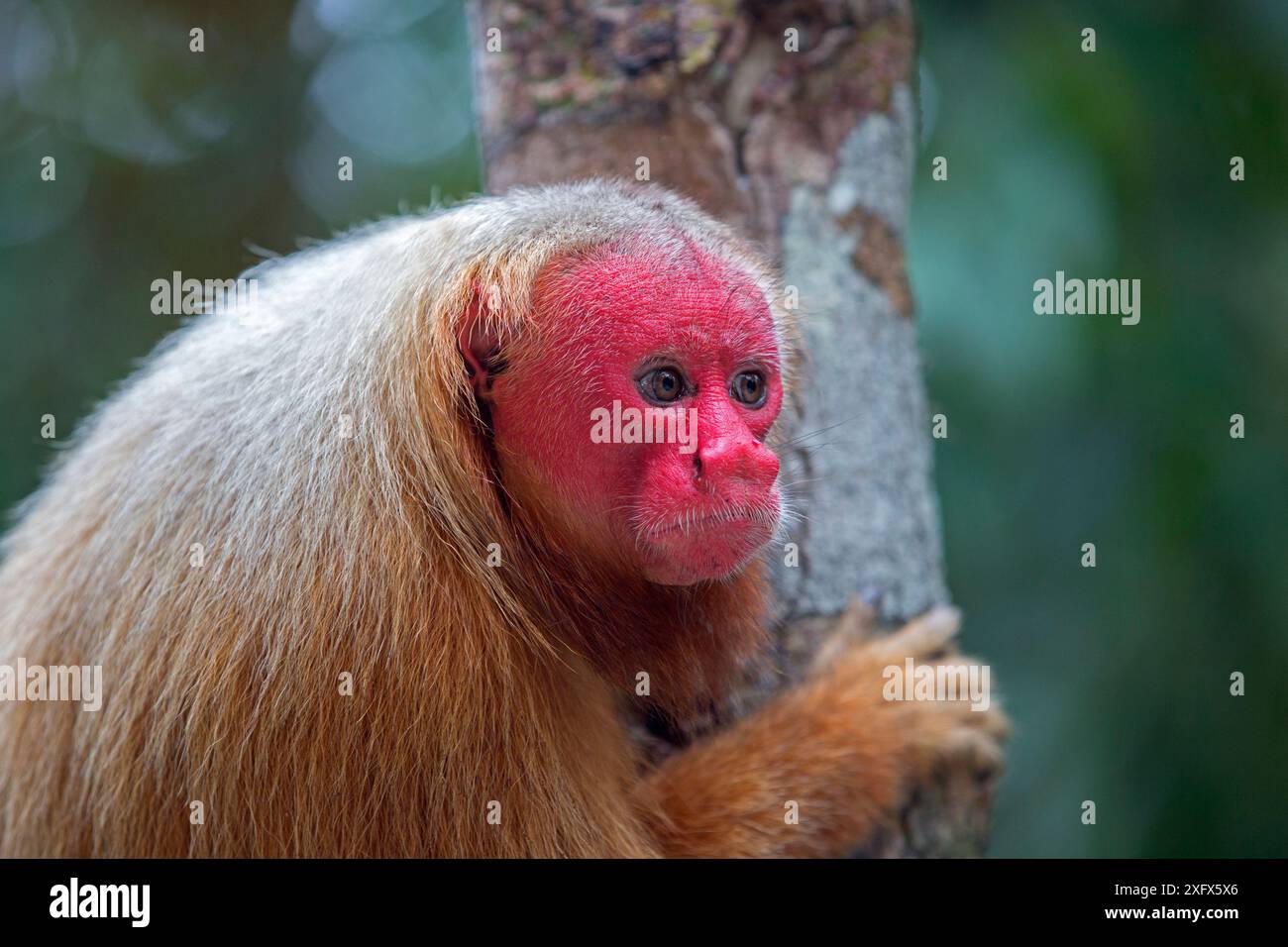 Bald uakari (Cacajao calvus) Manaus, Amazon, Brazil Stock Photo - Alamy