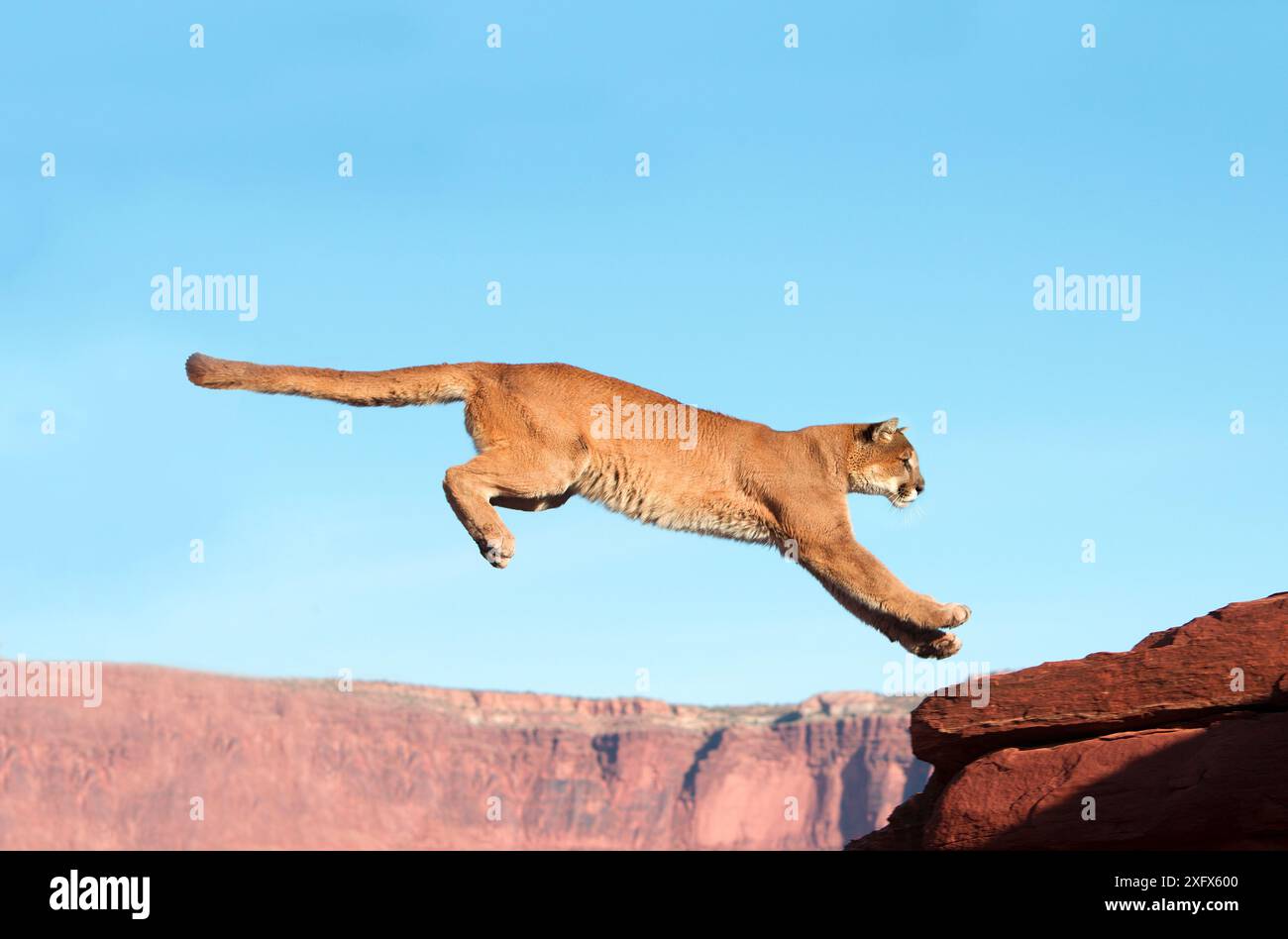 Cougar puma jumping hi-res stock photography and images - Alamy