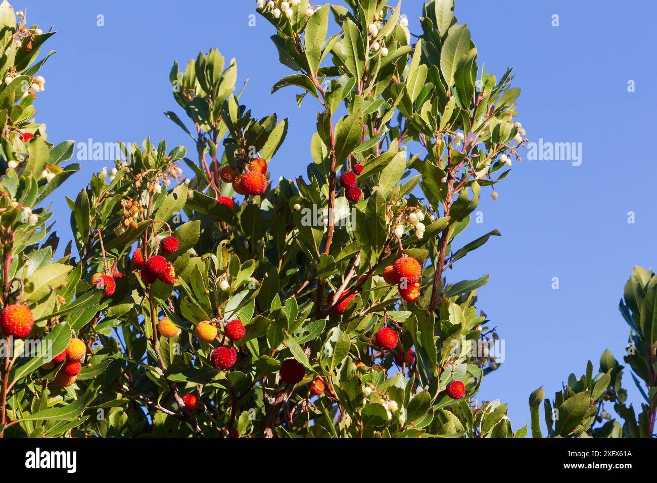Strawberry tree (Arbutus unedo) Maritime Alpes, France Stock Photo - Alamy