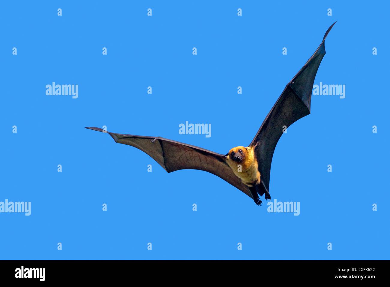 Indian flying fox pteropus giganteus hi-res stock photography and ...