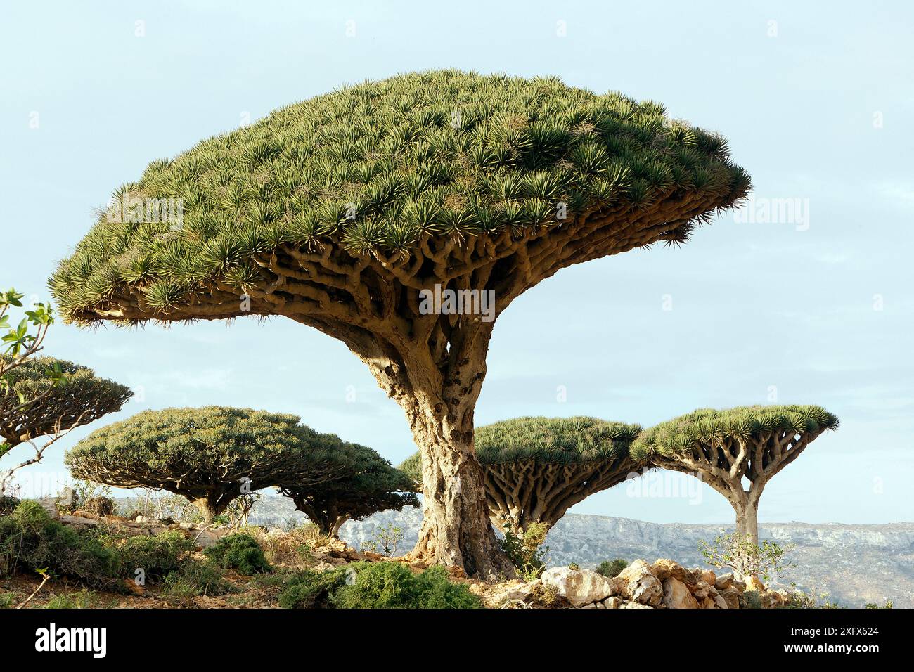 Dracaena cinnabari hi-res stock photography and images - Alamy