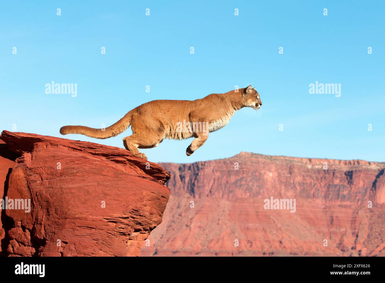 Cat leaping sequence hi-res stock photography and images - Alamy