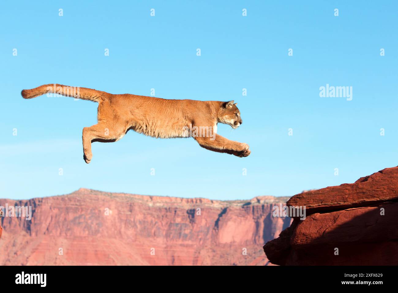 Mountain lion (Puma concolor) jumping, captive. Sequence 1 of 6 Stock ...