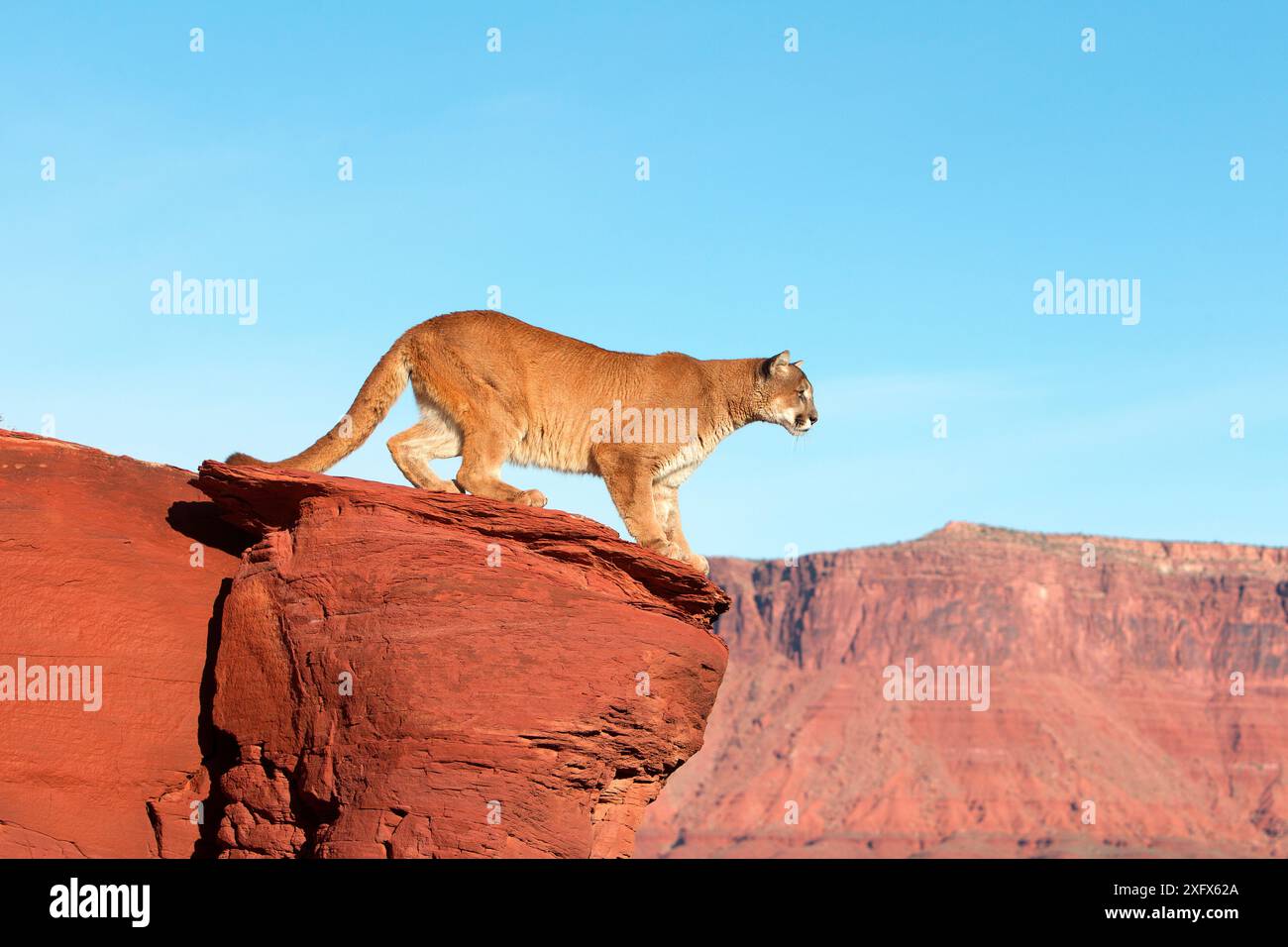 Cat leaping sequence hi-res stock photography and images - Alamy