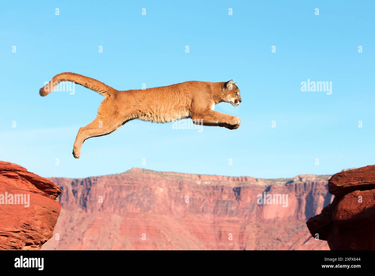Mountain lion (Puma concolor) jumping, captive. Sequence 1 of 6 Stock ...