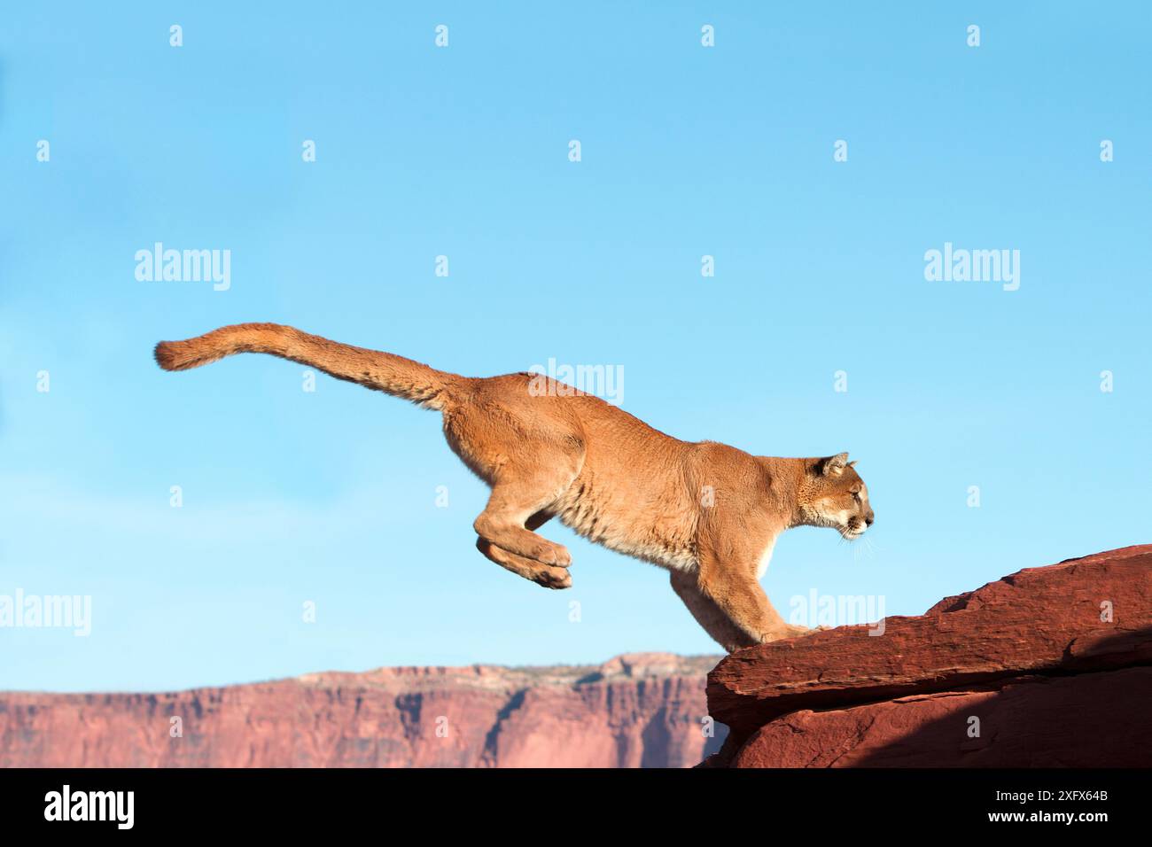 Mountain lion (Puma concolor) jumping, captive. Sequence 1 of 6 Stock ...