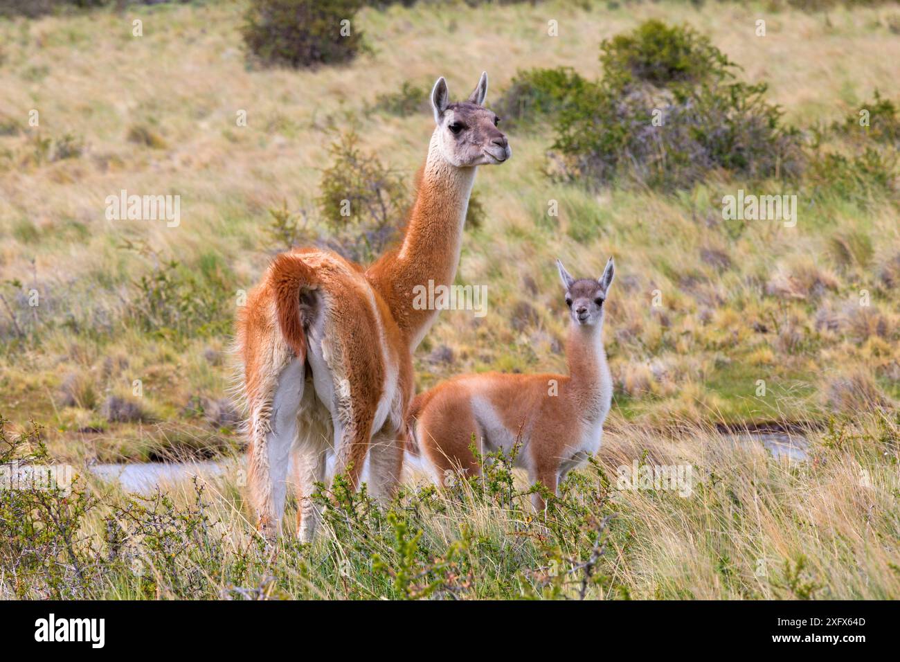 Guanaco (Lama guanicoe), adult female and baby, Torres del Paine ...