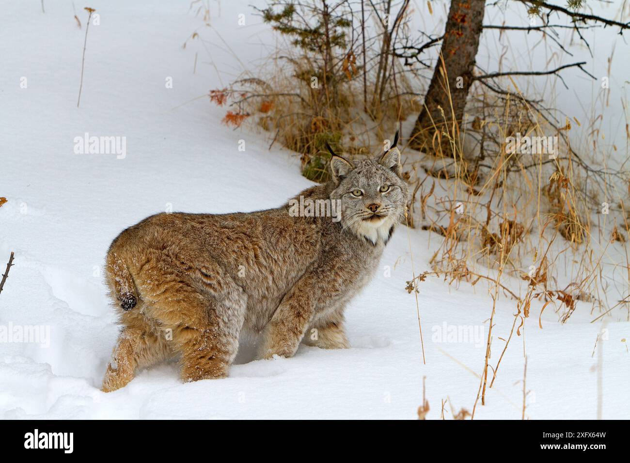 Canadian lynx (Lynx canadensis) in snow, Bozeman, Montana, USA. Captive ...