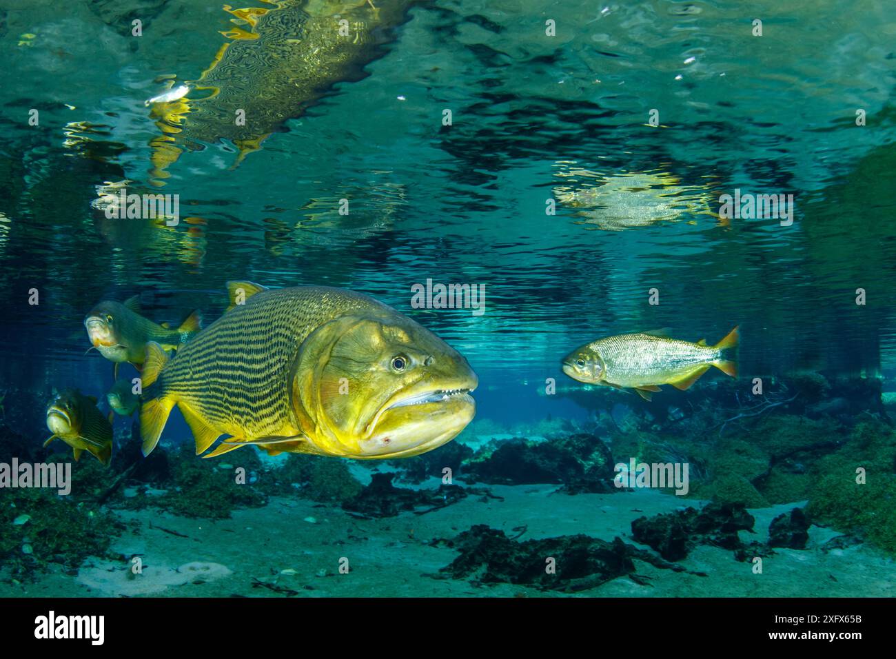Freshwater Dorado, (Salminus brasiliensis) reflected on the surface ...