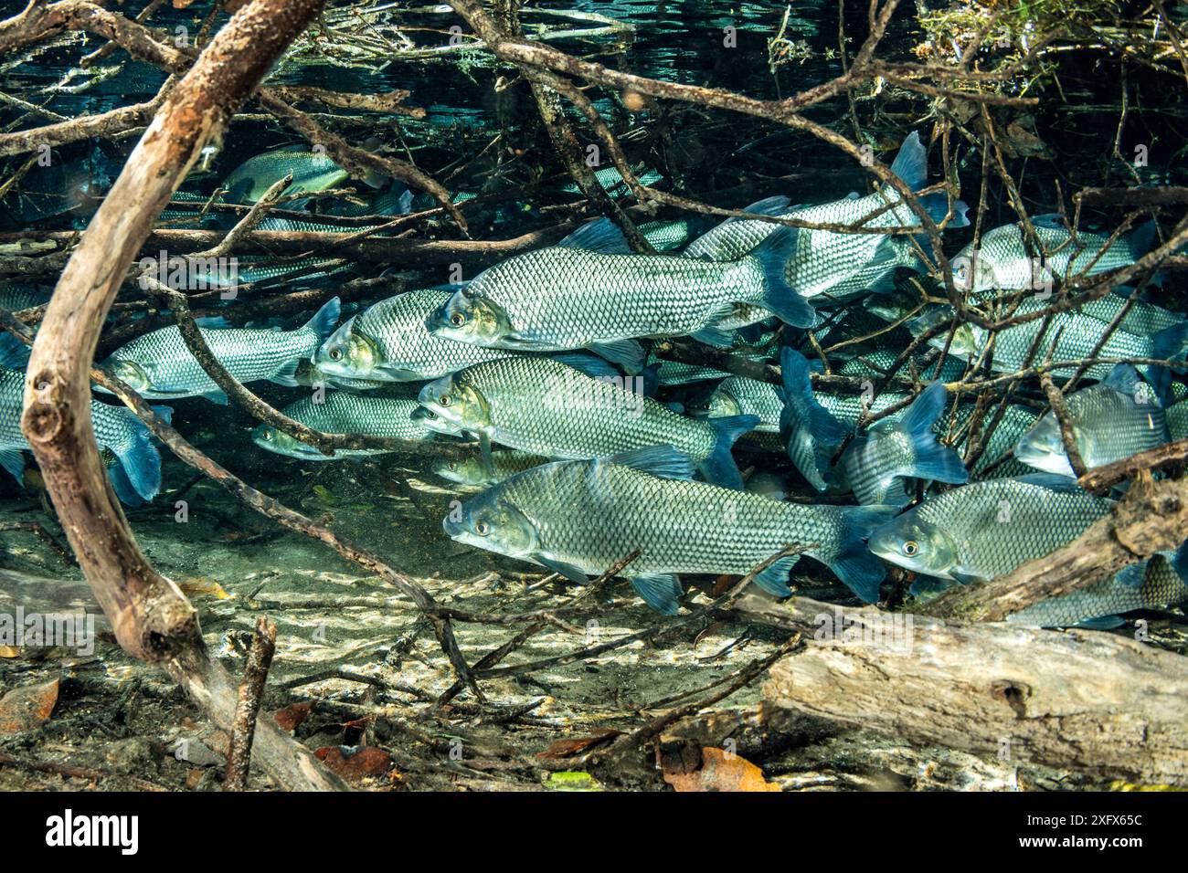Shoal of Streaked prochilod (Prochilodus lineatus), Recanto Ecologico ...