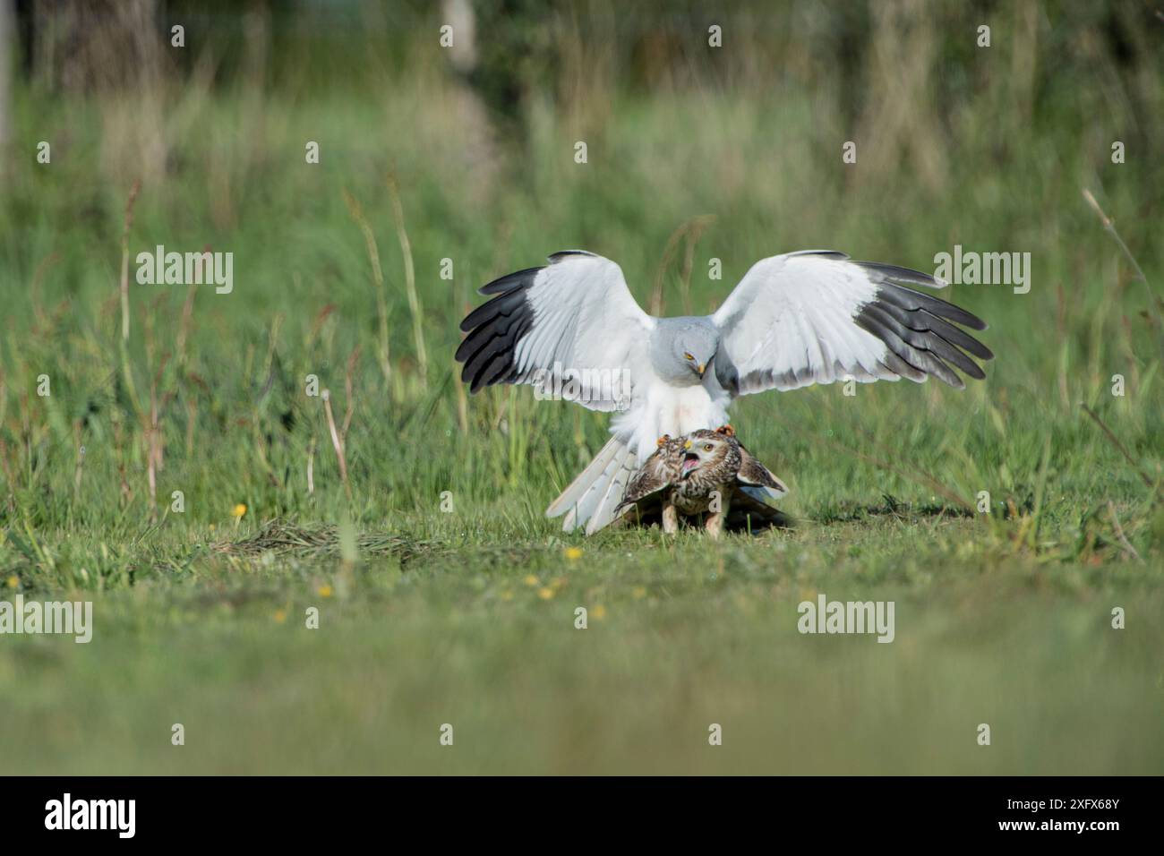 Hen harrier (Circus cyaneus) pair mating, Mayenne, France. May Stock ...