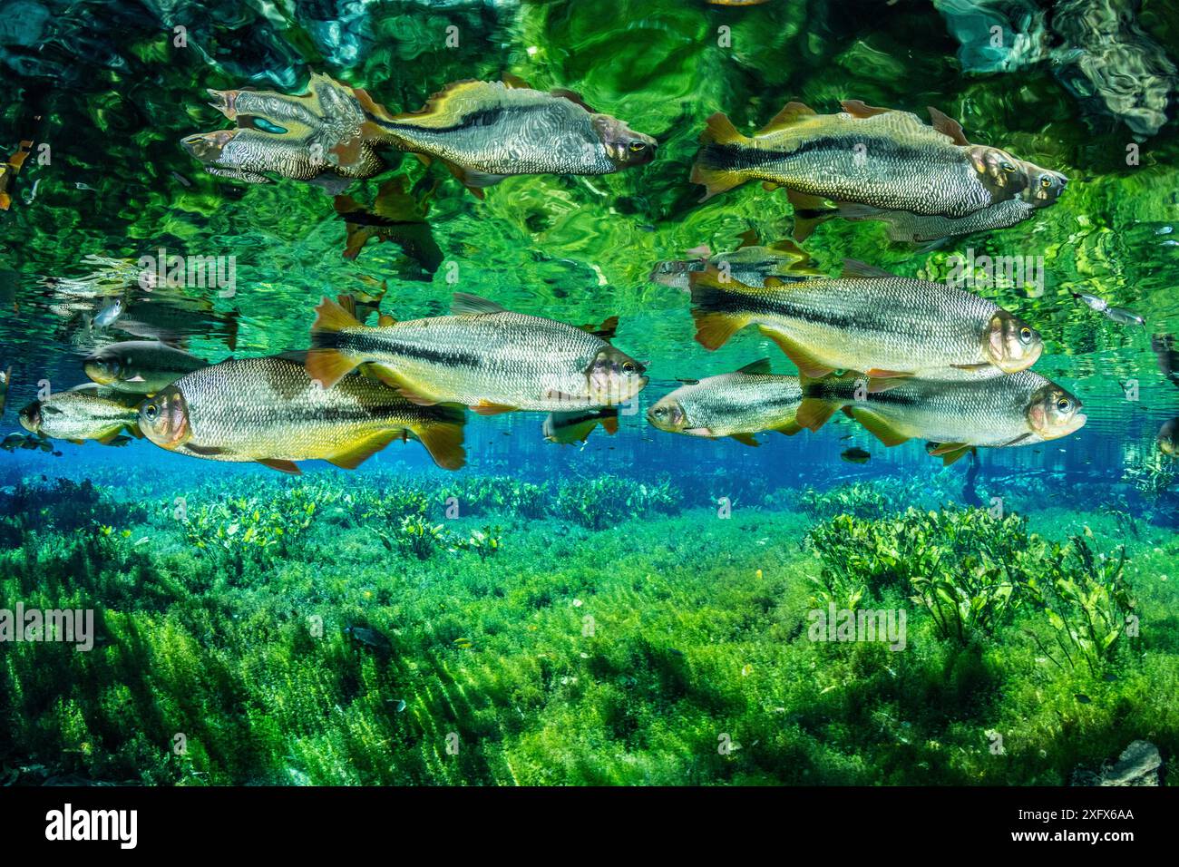 Piraputanga fish (Brycon hilarii), reflected on the water surface, AquÃ ...