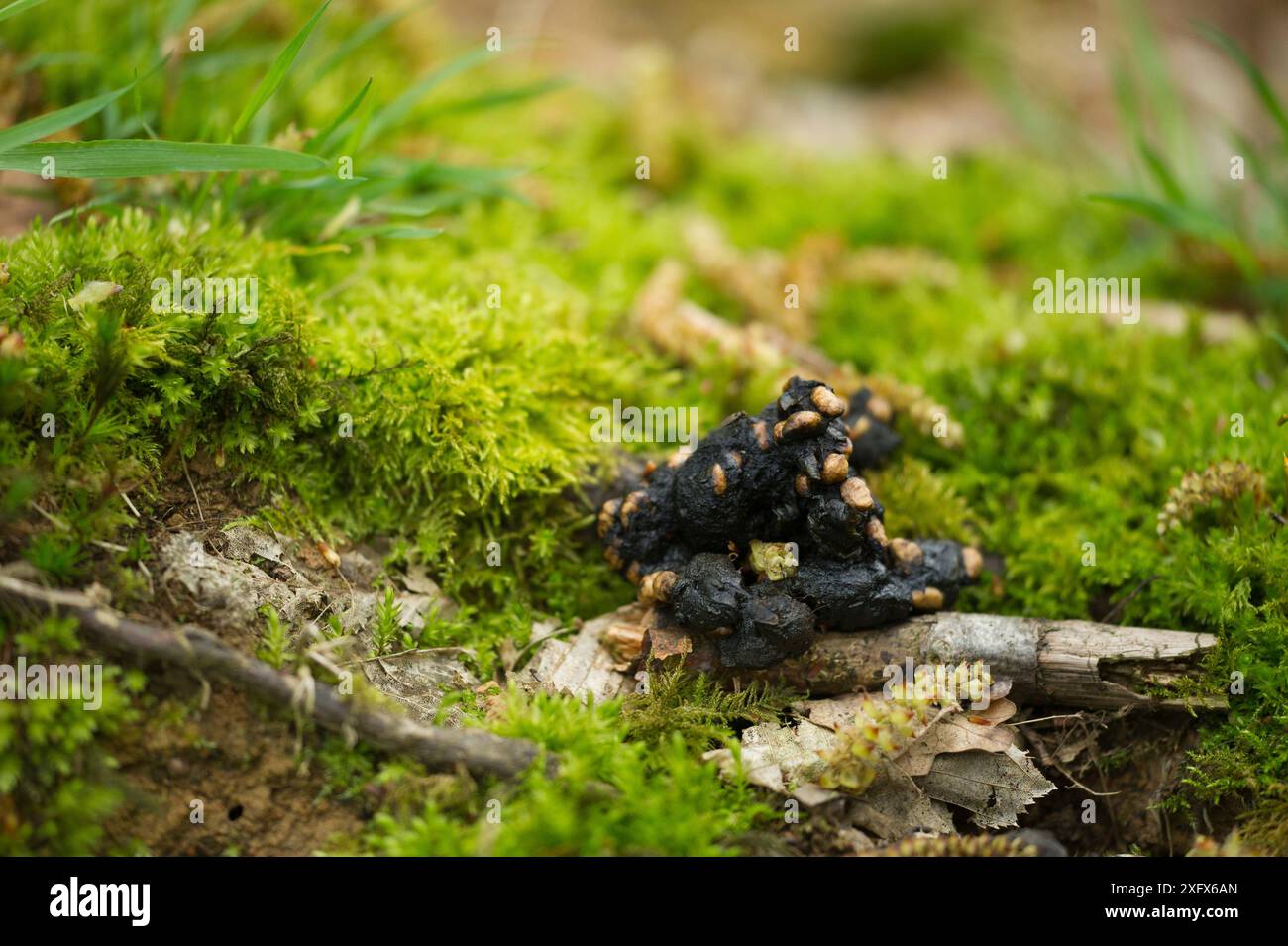 Fox droppings hi-res stock photography and images - Alamy