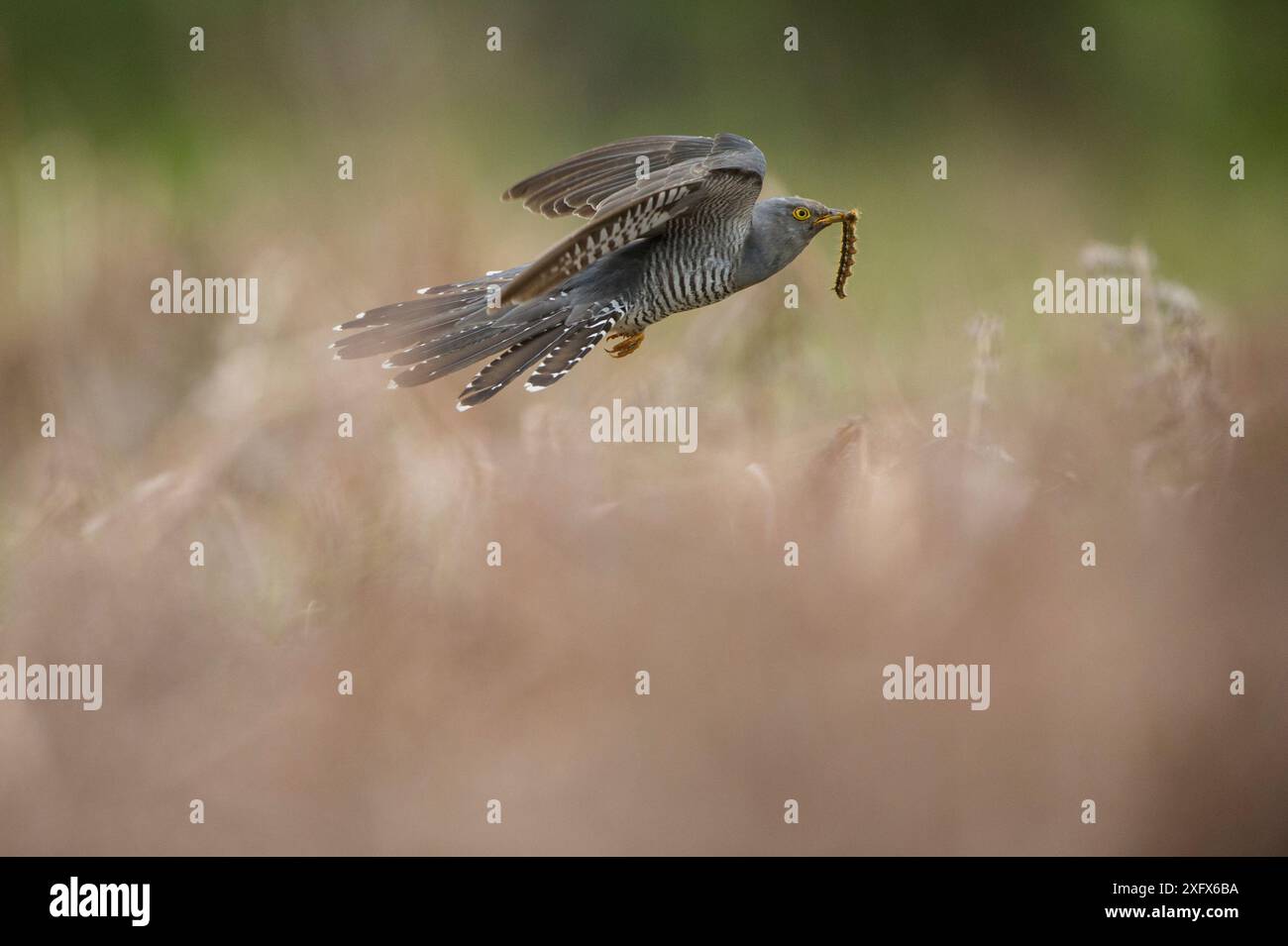 Cuckoo (Cuculus canorus) with caterpillar prey, France. May Stock Photo ...
