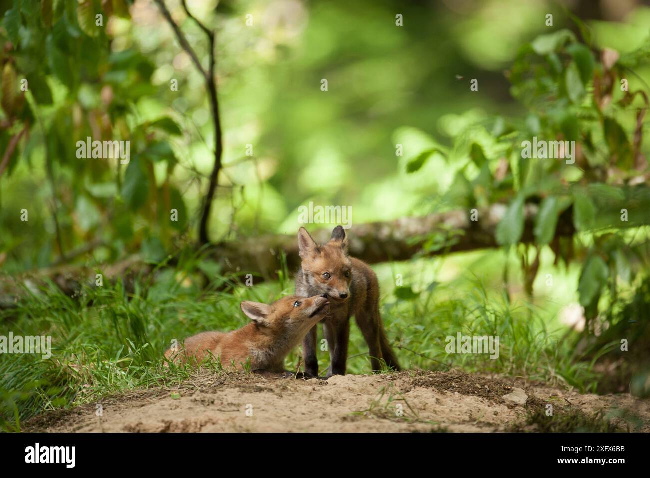 Red fox (Vulpes vulpes) cubs in forest, France. May Stock Photo - Alamy