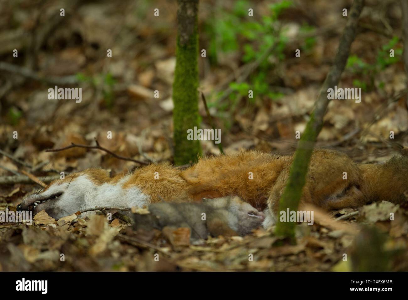 Red fox (Vulpes vulpes) mother and cub dead in the forest, possibly ...
