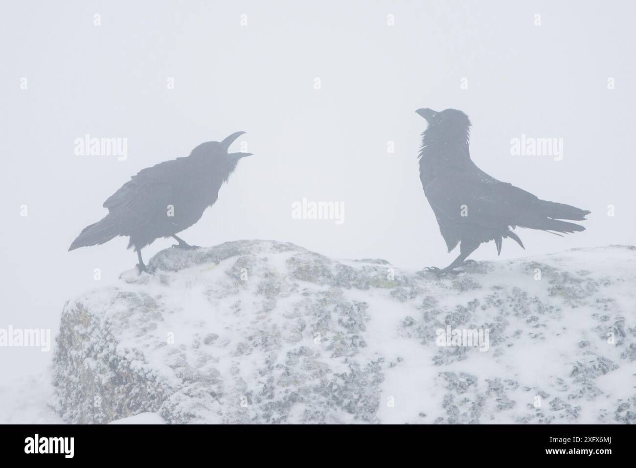 Common raven (Corvus corax) two calling in mist, Pyrenees, France ...