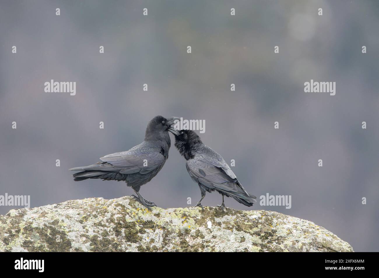 Common ravens (Corvus corax) preening each other, Pyrenees, France ...