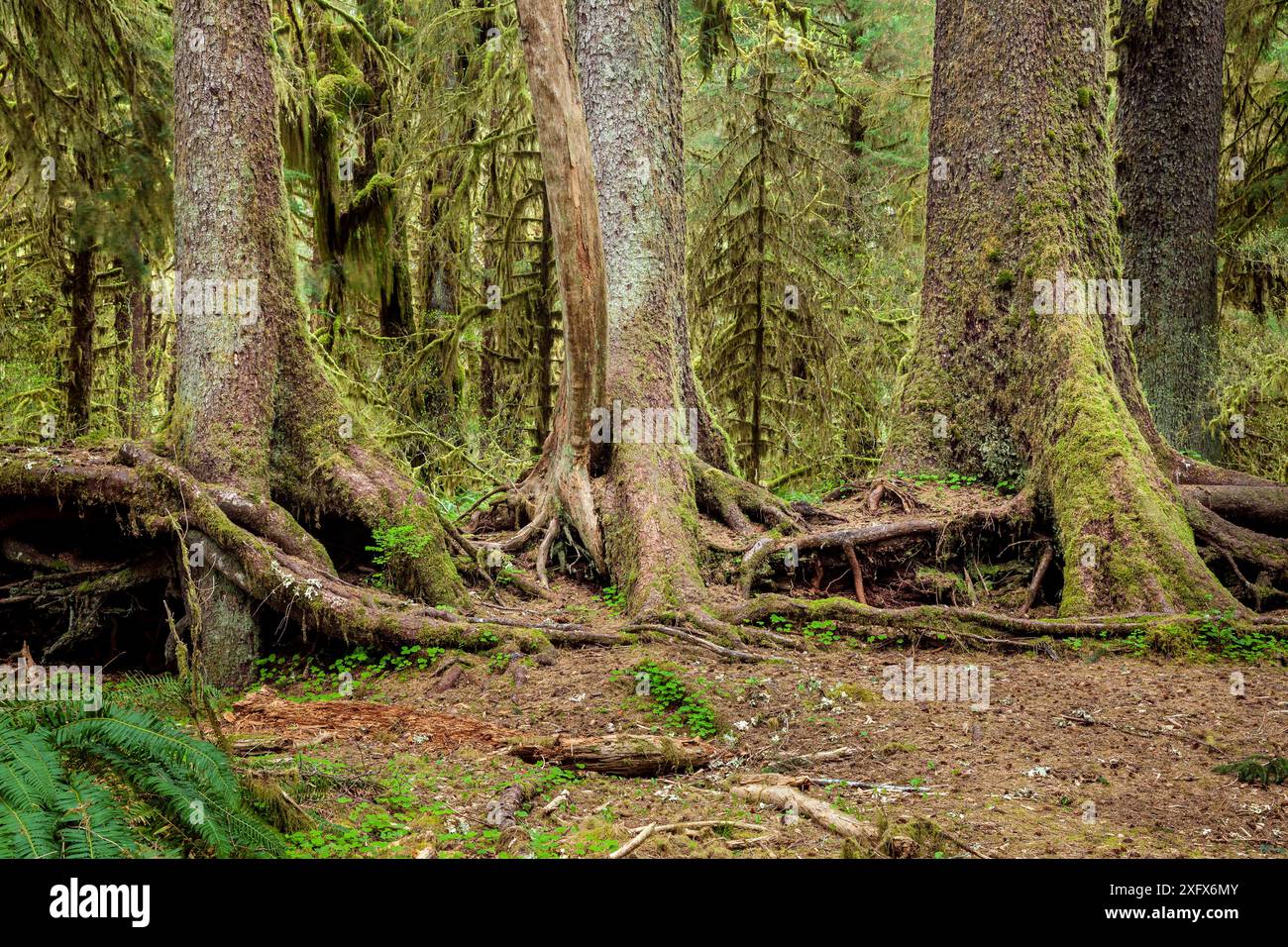 Nurse log moss hi-res stock photography and images - Alamy