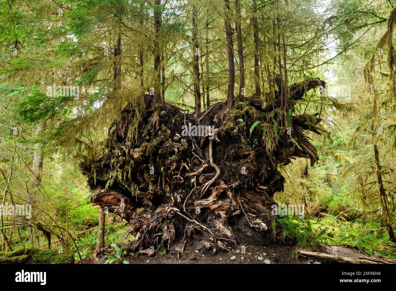 Trees growing from the root ball of a fallen tree, Spruce Loop in the ...