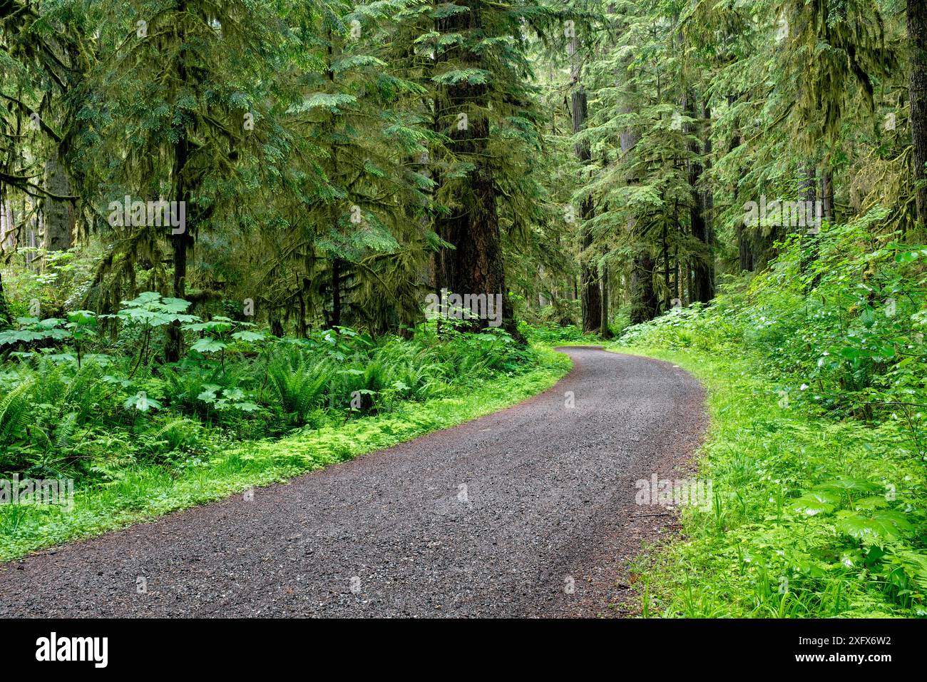 Carbon River Road in Mount Rainier National Park, now a trail open for ...