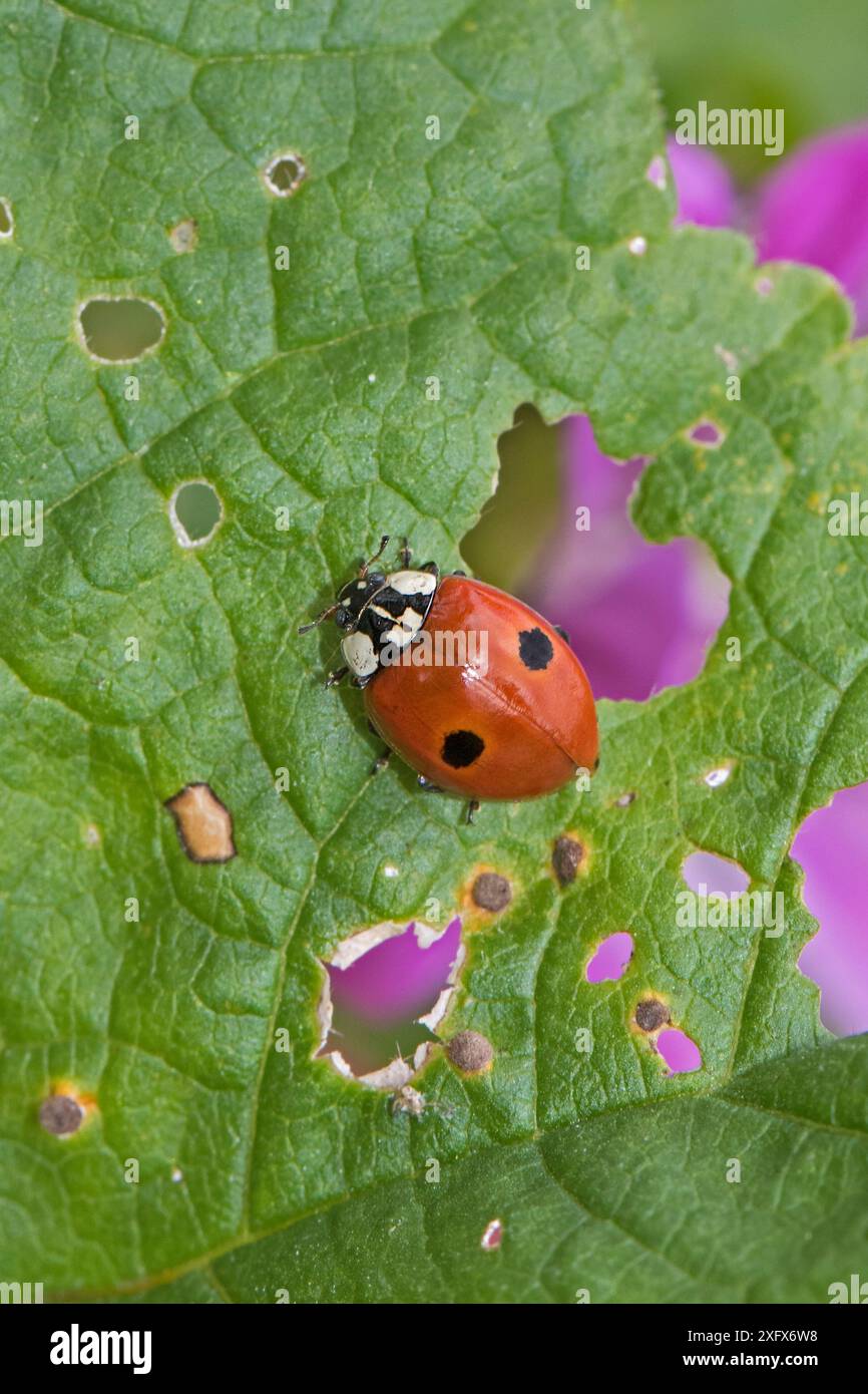 2-spot ladybird (Adalia bipunctata) Warwick Gardens, Peckham, London ...