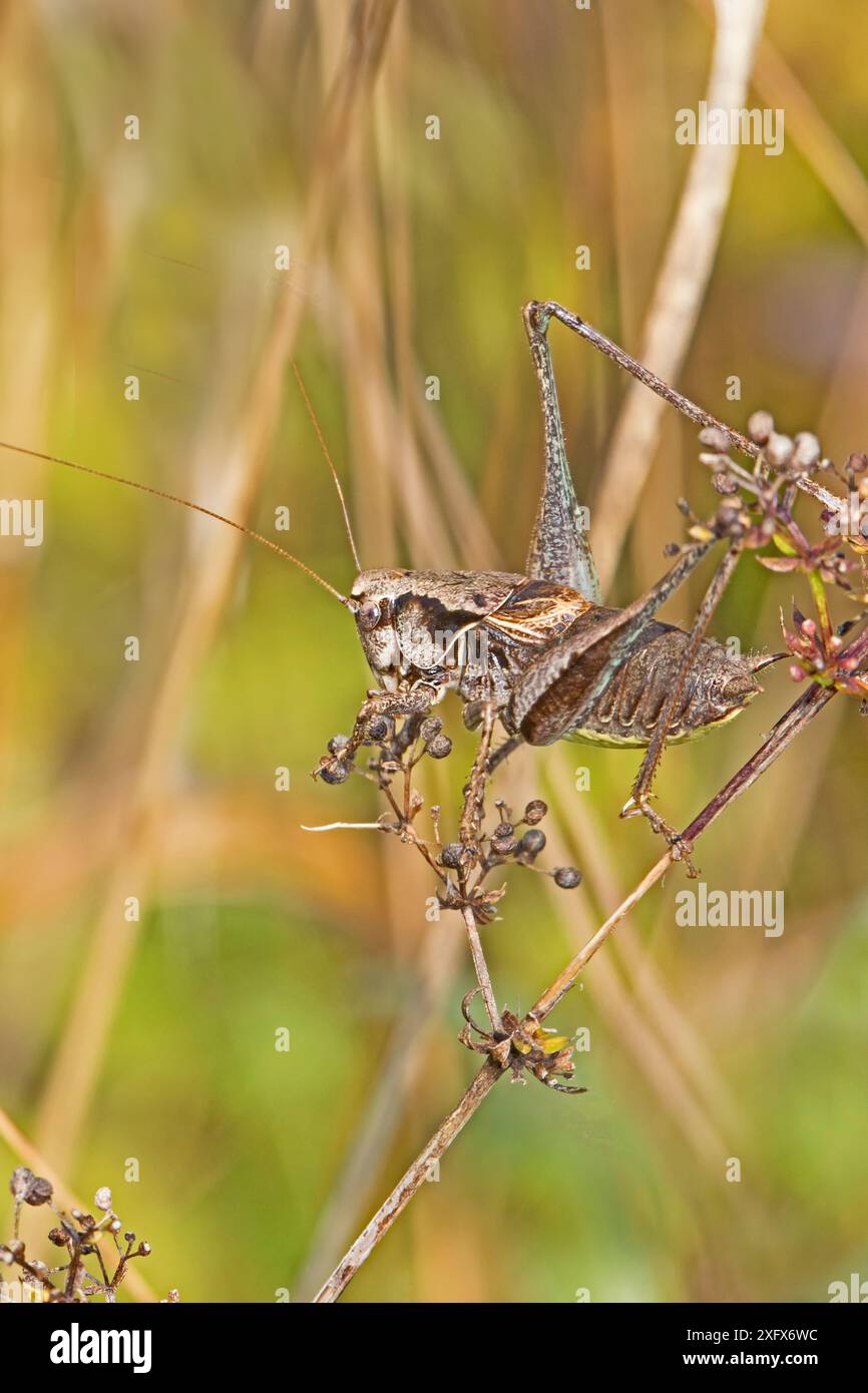 Dark bush-cricket (Pholidoptera griseoaptera) Hutchinson's Bank, New ...