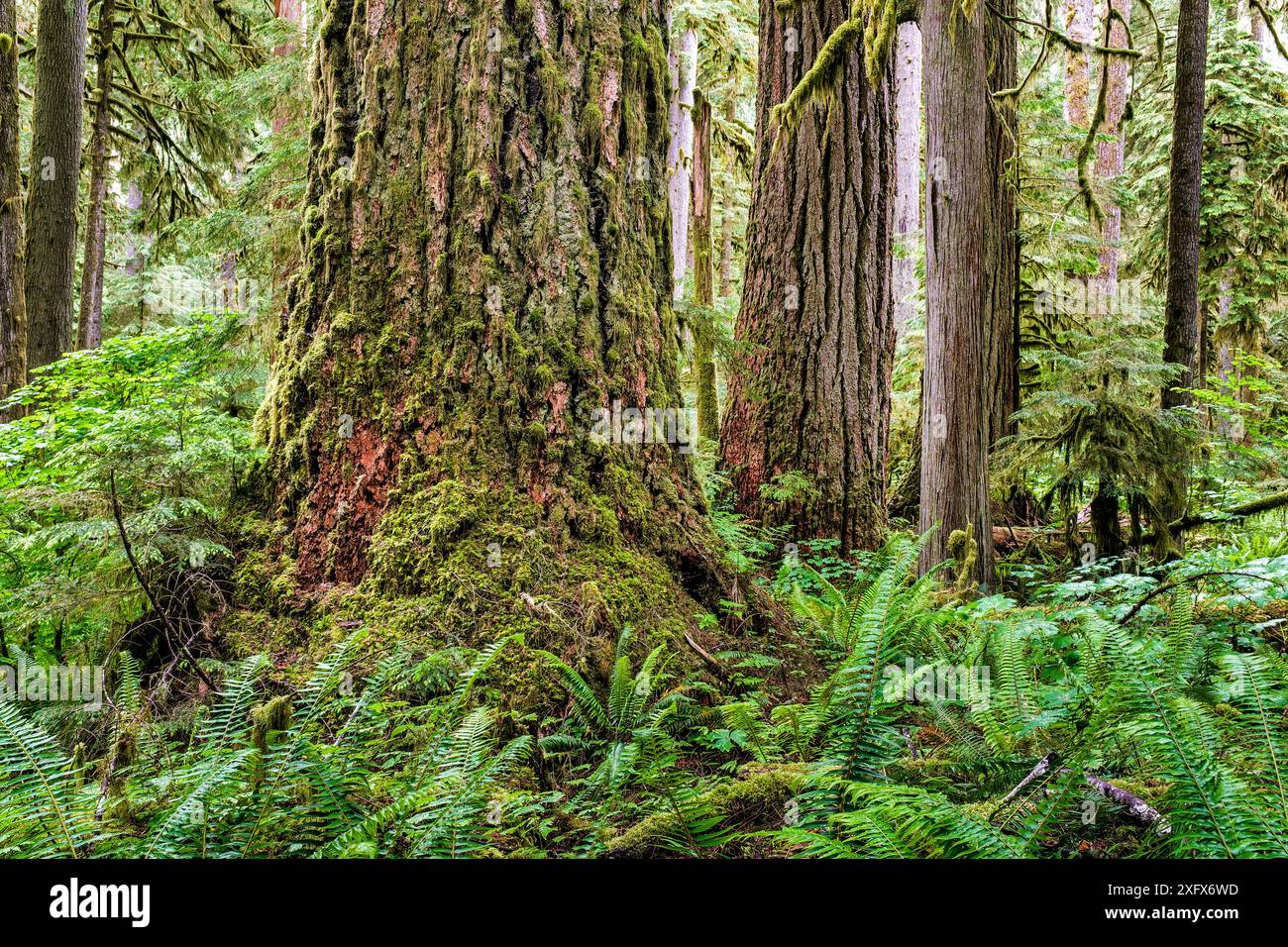 Forest in the Carbon River Valley of Mount Rainier National Park ...