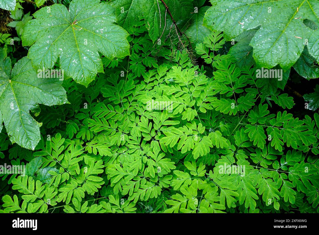 Forest ground cover in the Carbon River Valley of Mount Rainier ...
