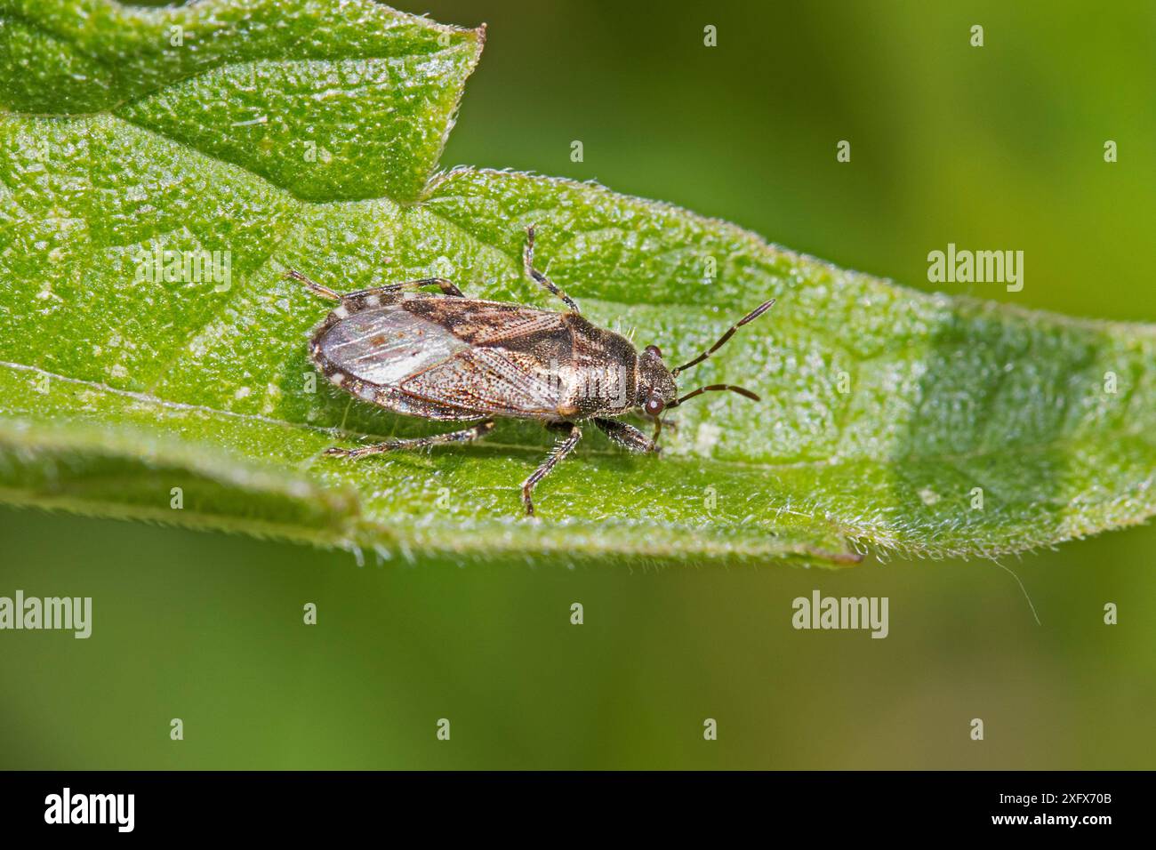 Nettle groundbug (Heterogaster urticae) Sutcliffe Park Nature Reserve, Eltham, London, England ...