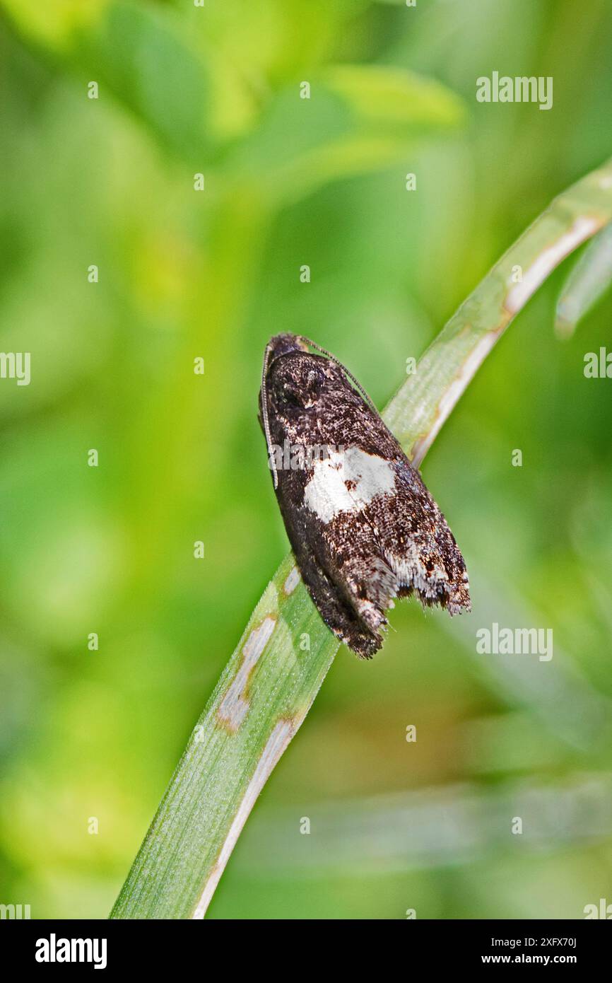 Micro-moth (Epiblema Sp) Sutcliffe Park Nature Reserve, Eltham, London ...